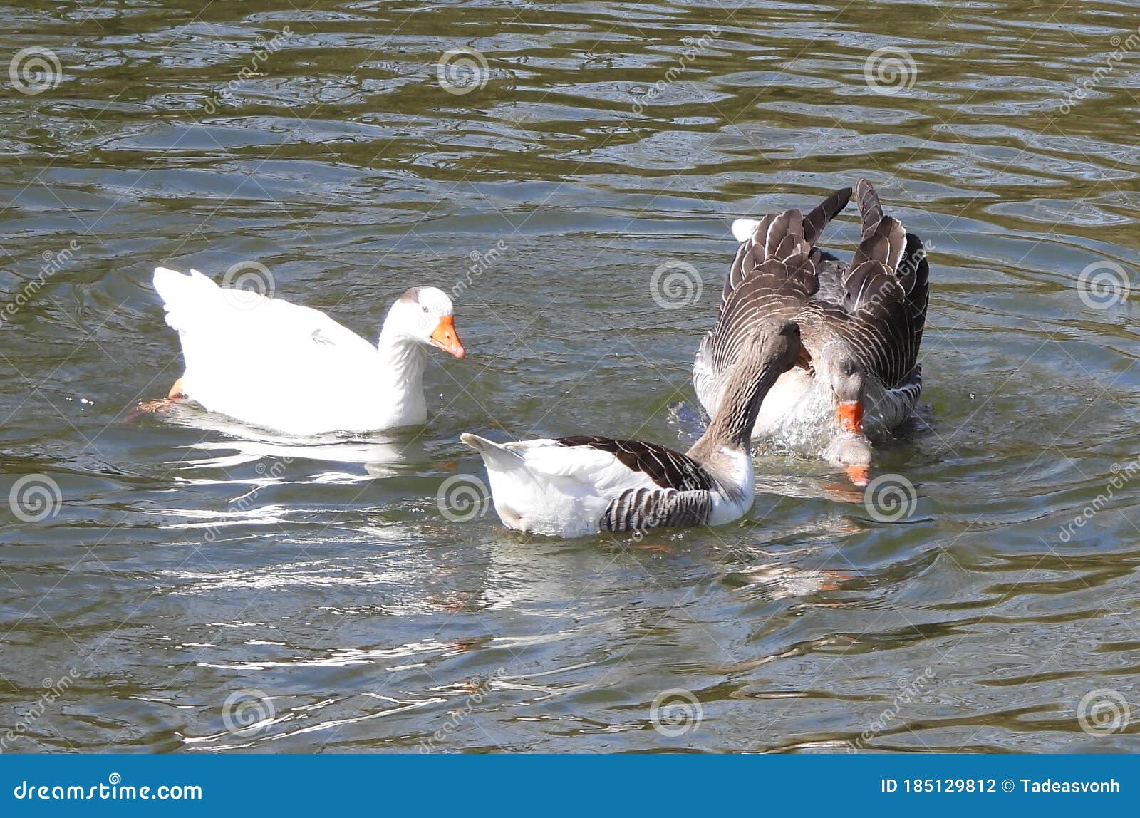 Mating of greylag geese stock photo. Image of farmyard - 185129812