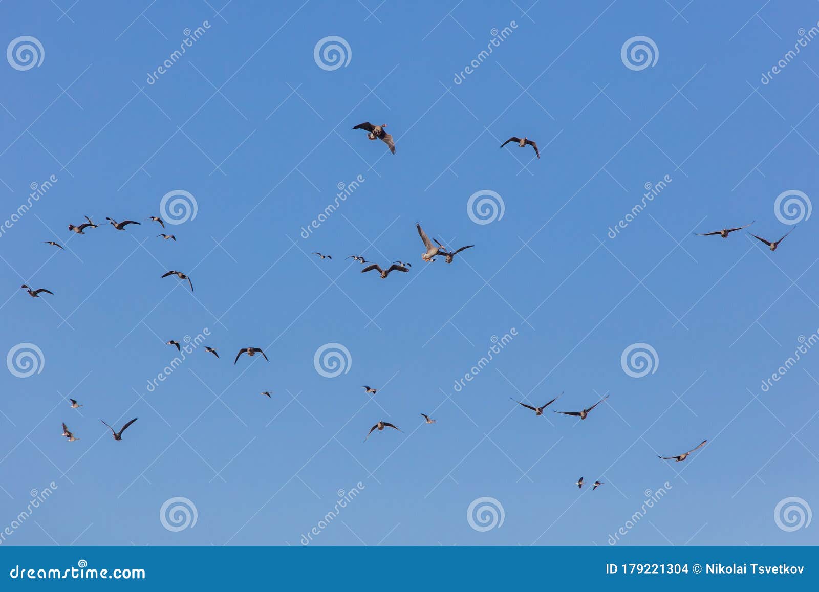 Wild geese in the sky stock photo. Image of wings, animal - 179221304