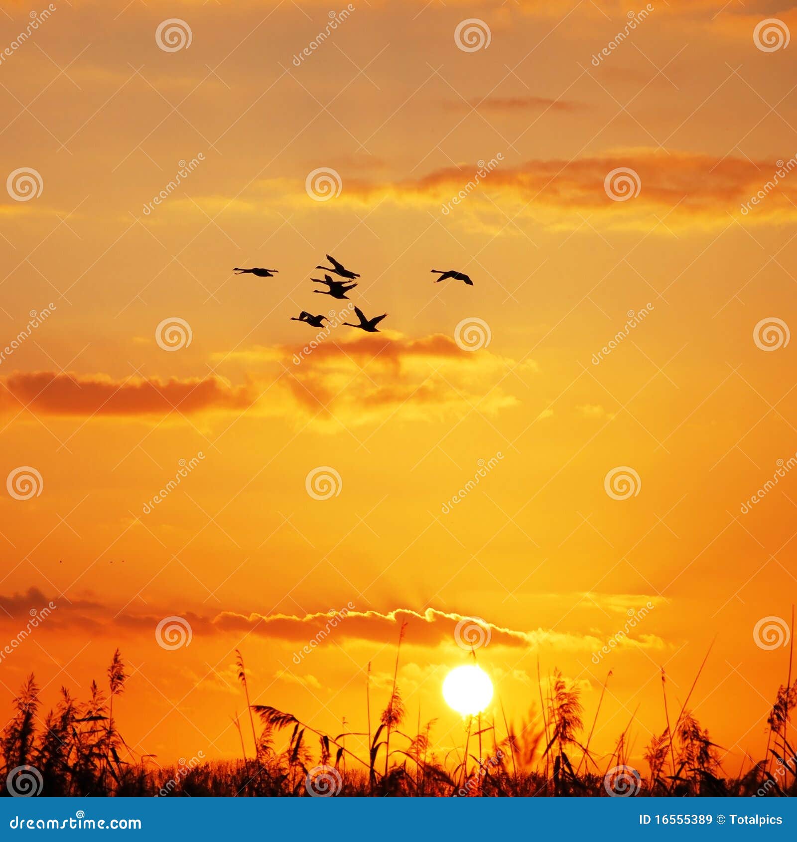 Wild geese sunset stock image. Image of bird, wild, orange - 16555389