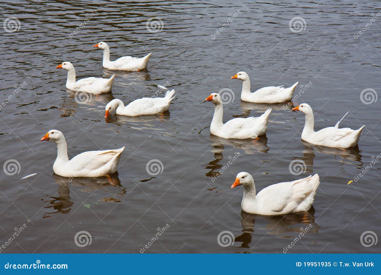 Wild Geese Swimming in a Lake Stock Image - Image of pond, geese: 19951935