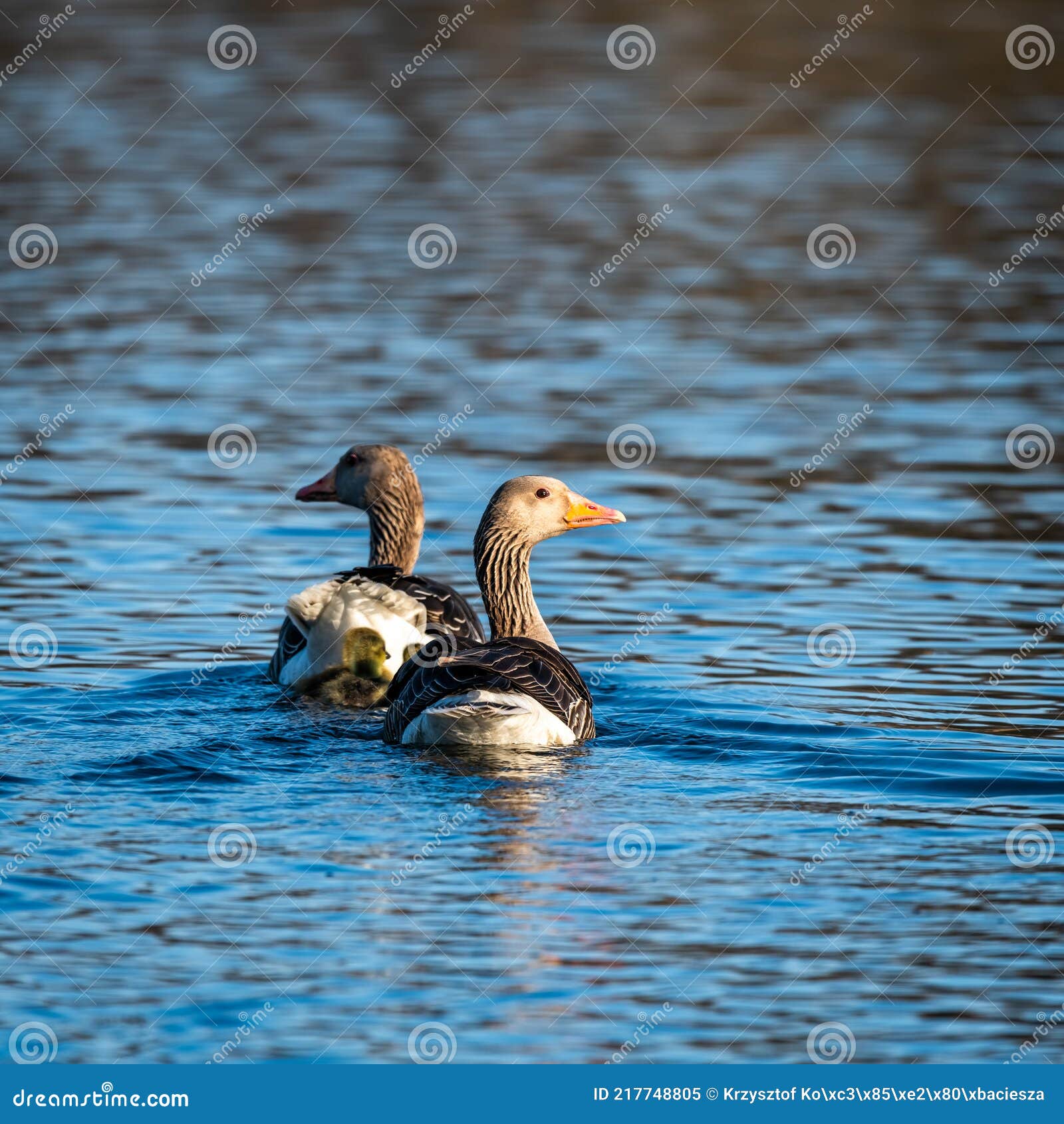 Wild Geese with Their Young Chicks in the Morning Sun Stock Image ...