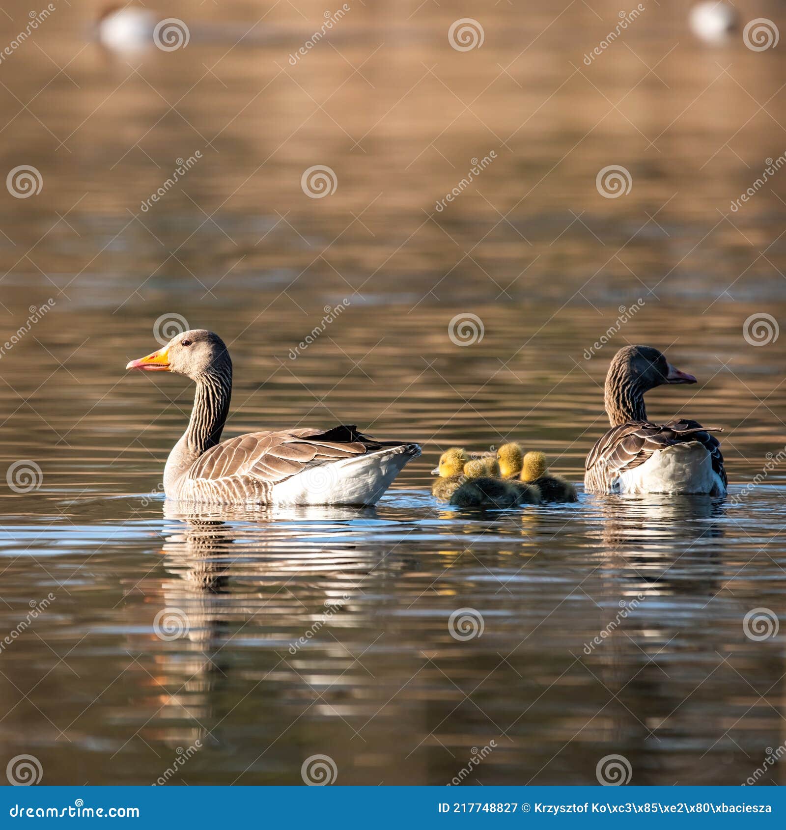 Wild Geese with Their Young Chicks in the Morning Sun Stock Image ...