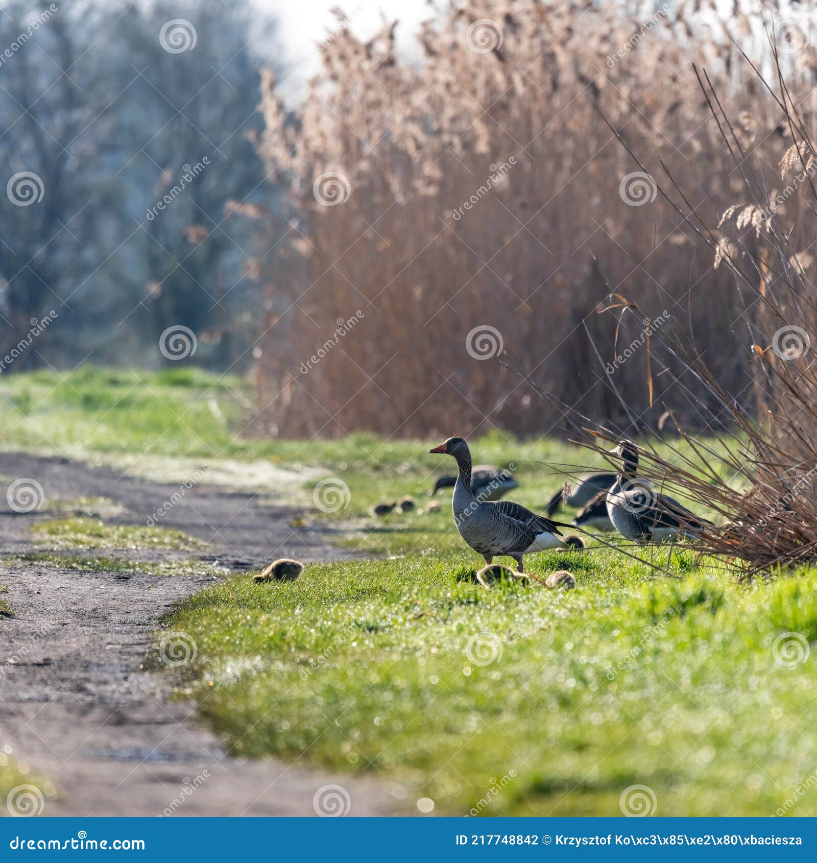 Wild Geese with Their Young Chicks in the Morning Sun Stock Photo ...