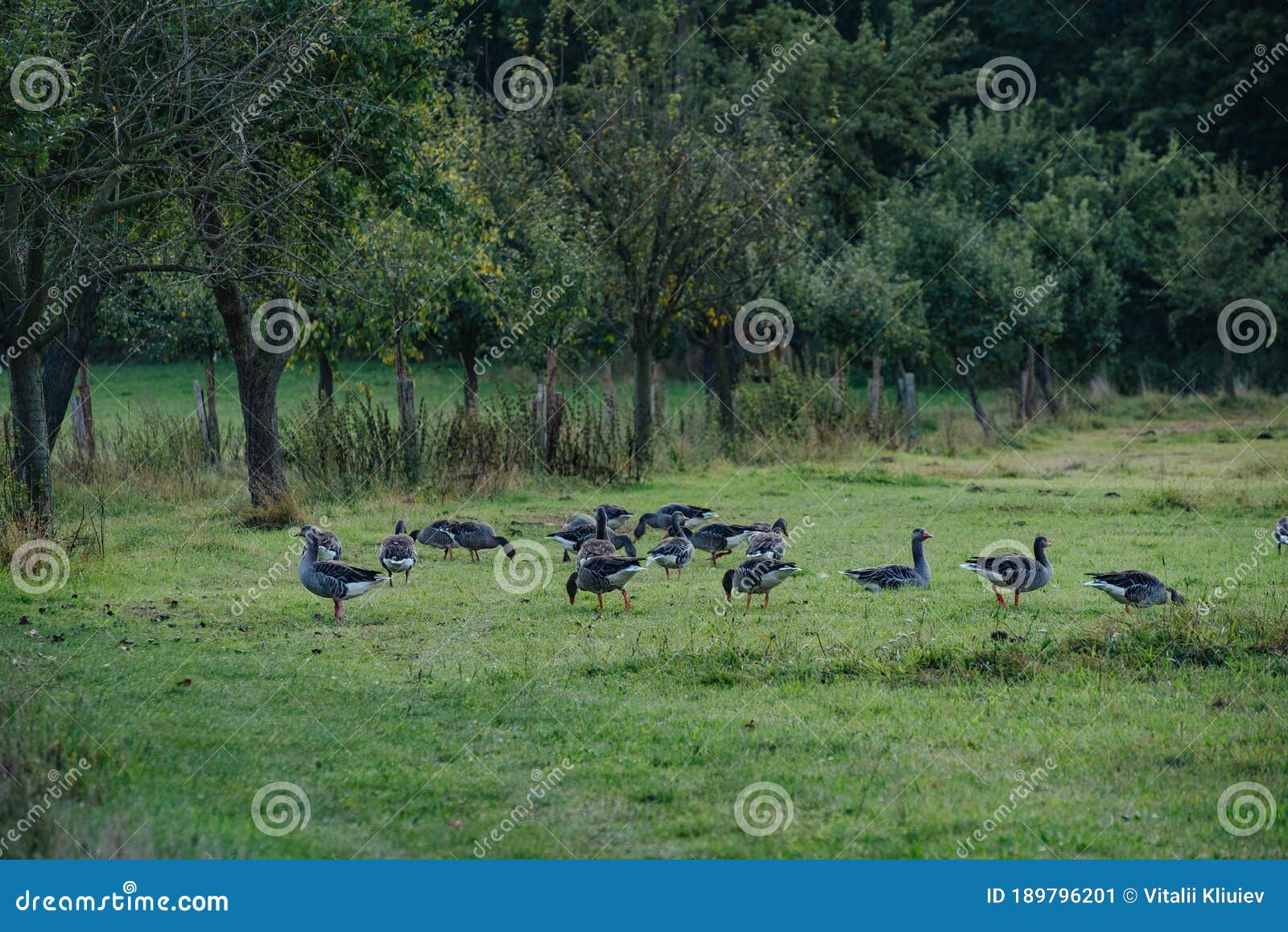 Wild Geese stock image. Image of bird, grey, environment - 189796201