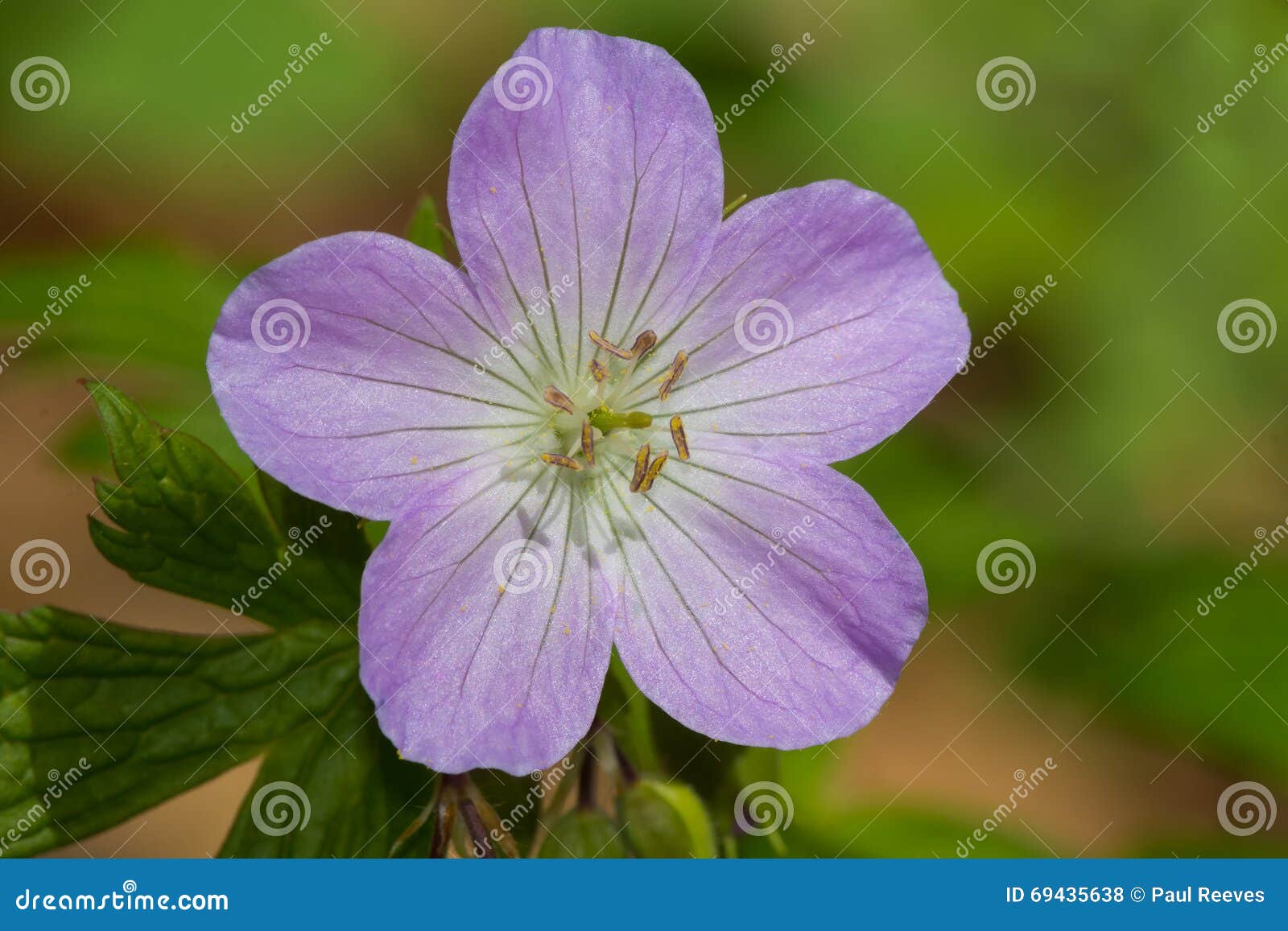Spotted Geranium - Geranium Maculatum Stock Photo - Image of organism ...