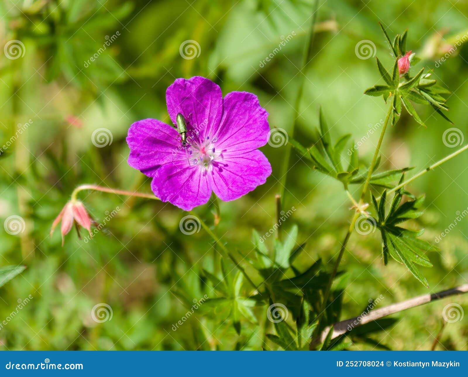 Wild Geranium Flower with a Bronze Beetle Crawling on it, among the ...