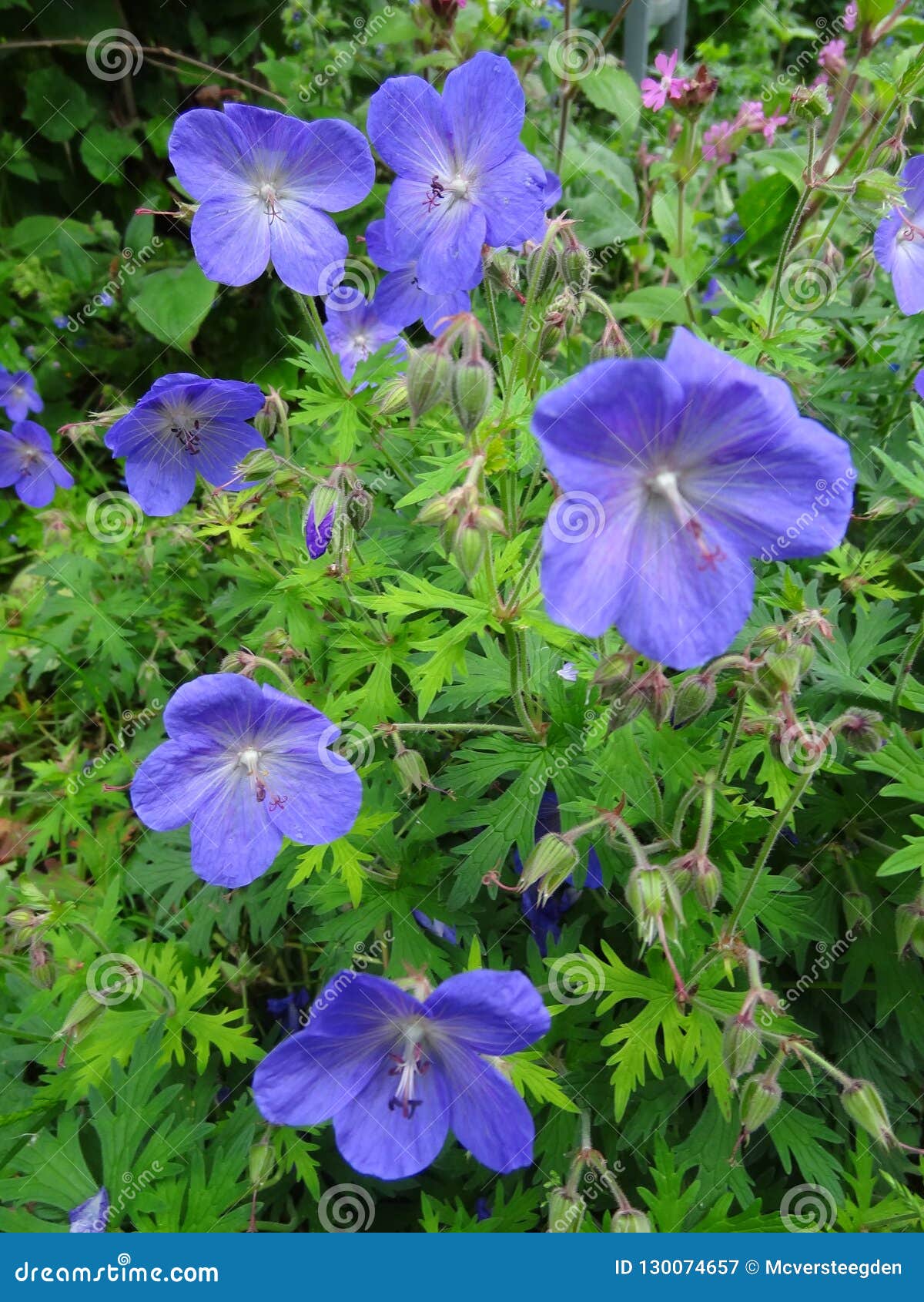 Wild geranium Flowers Blue stock image. Image of gardenflower - 130074657
