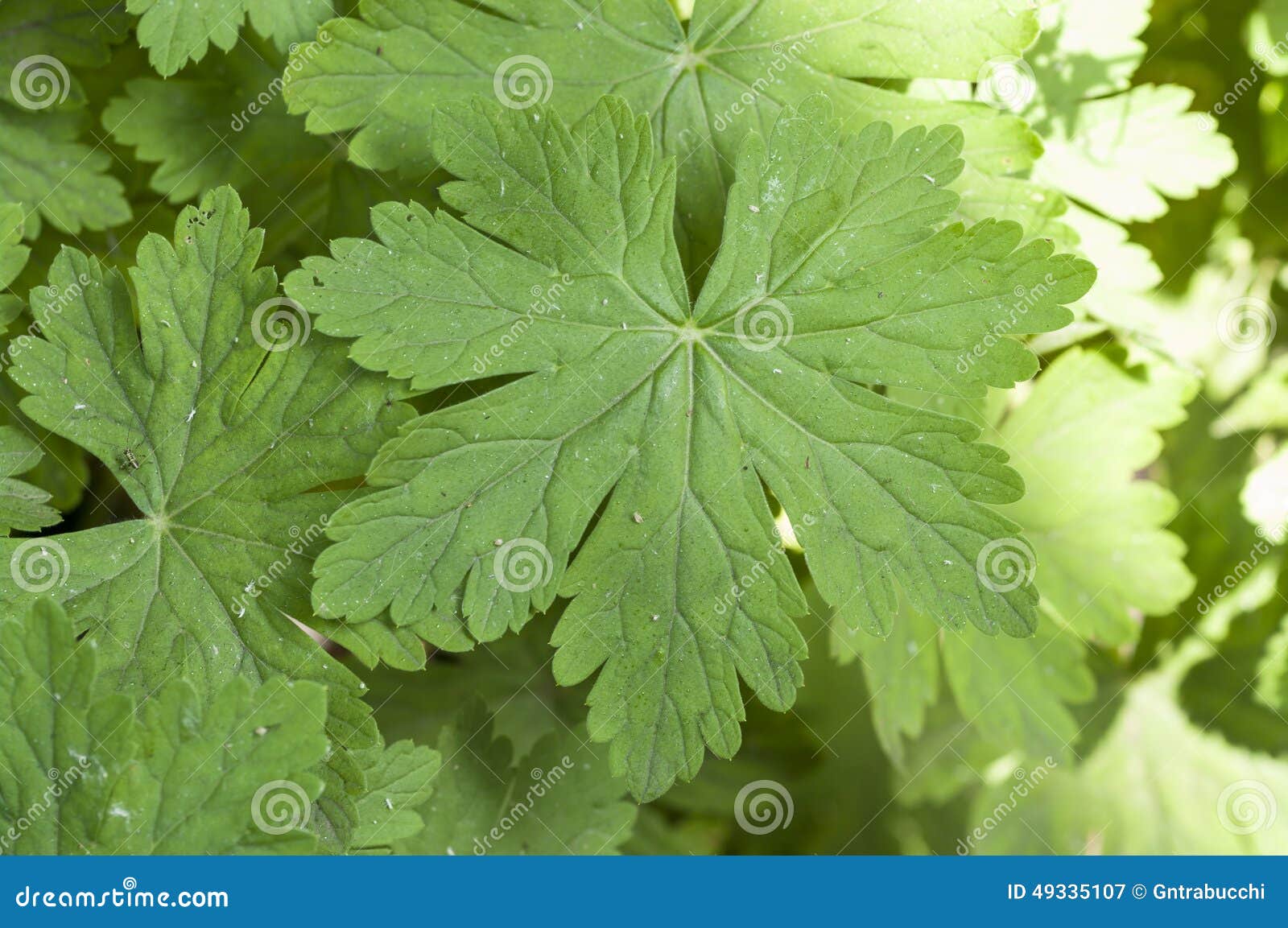 Wild geranium leaves stock image. Image of undergrowth - 49335107