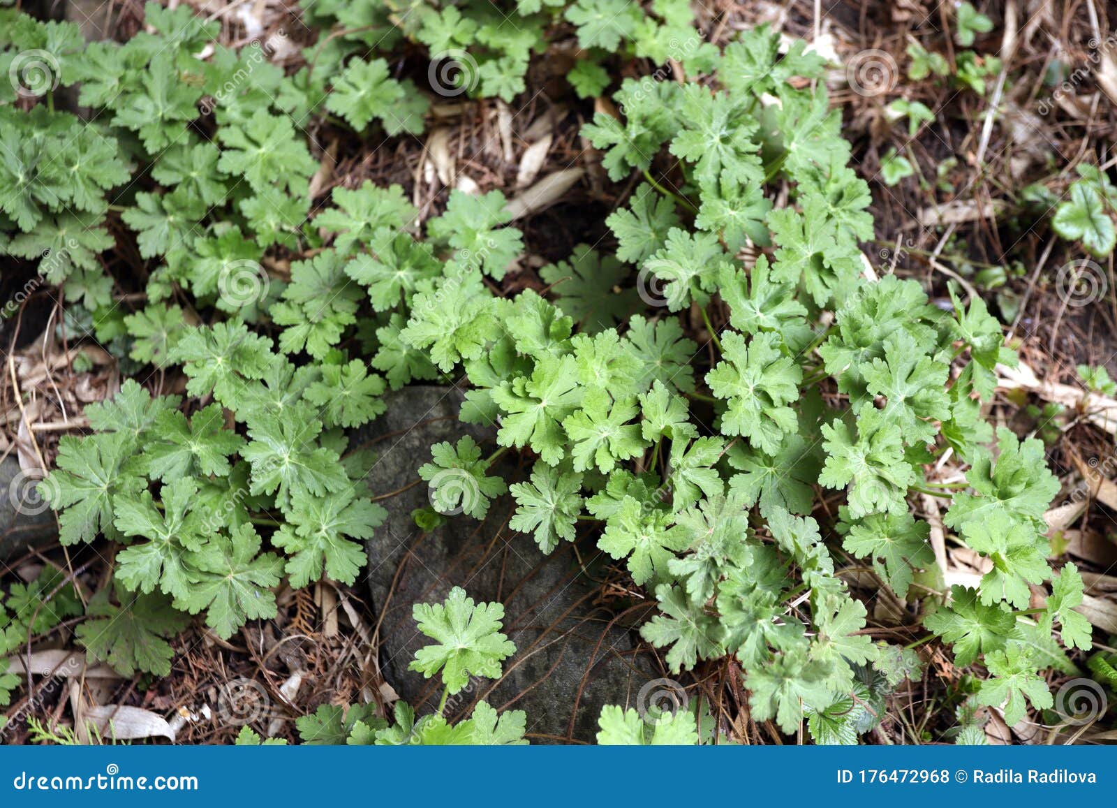 Wild Geranium Leaves or Common Geranium. Floral Pattern Stock Photo ...