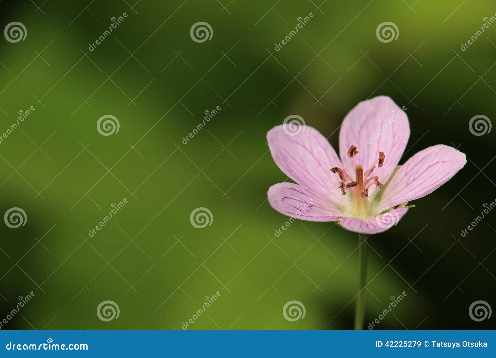 Wild geranium stock image. Image of cranesbill, japan - 42225279