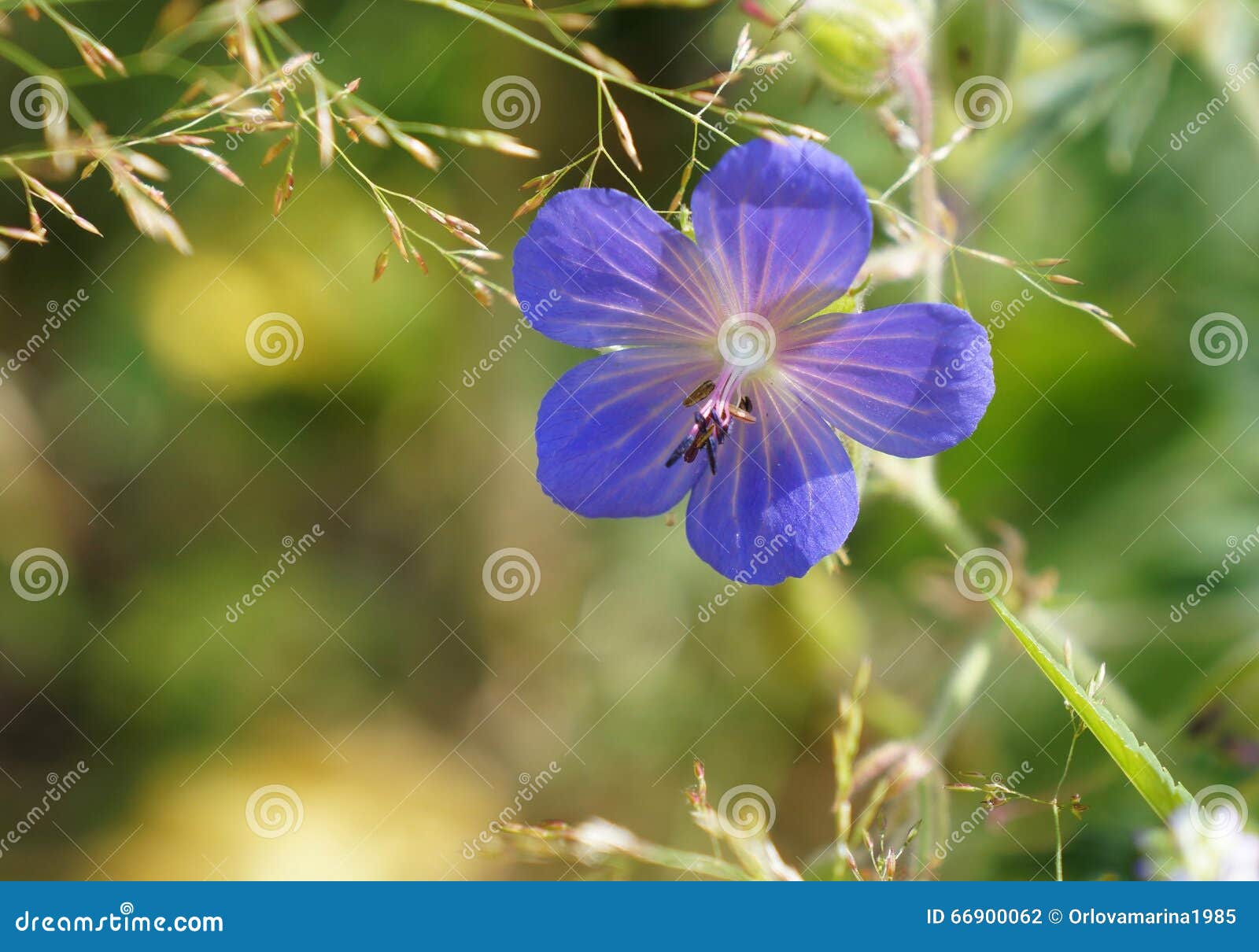 Wild Geranium stock photo. Image of environment, sunlight - 66900062