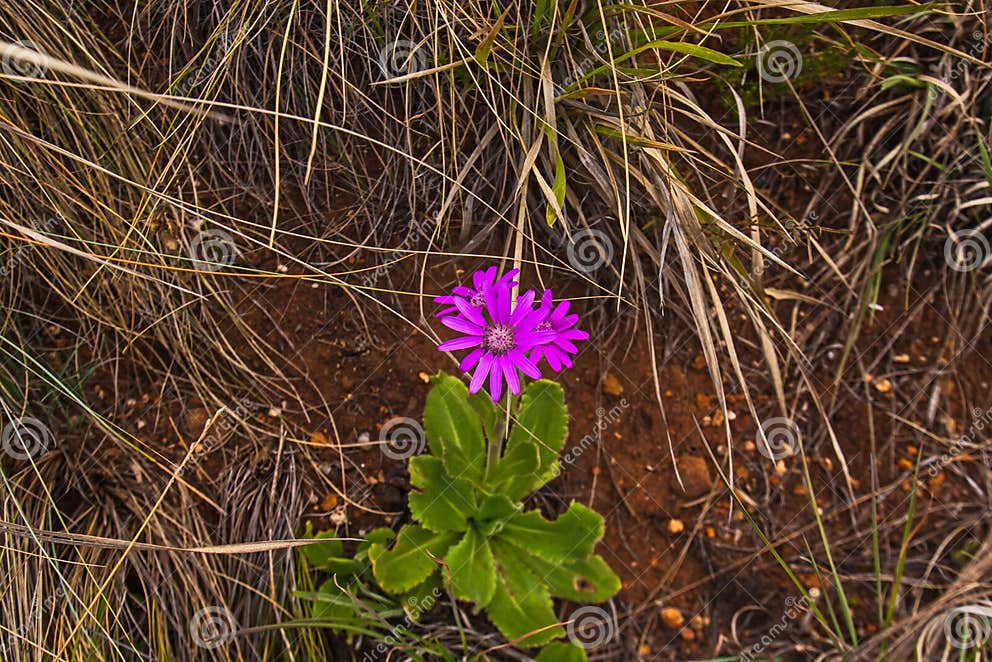 Wild Gerbera Viridifolia 7835 Stock Photo - Image of africa, nature ...