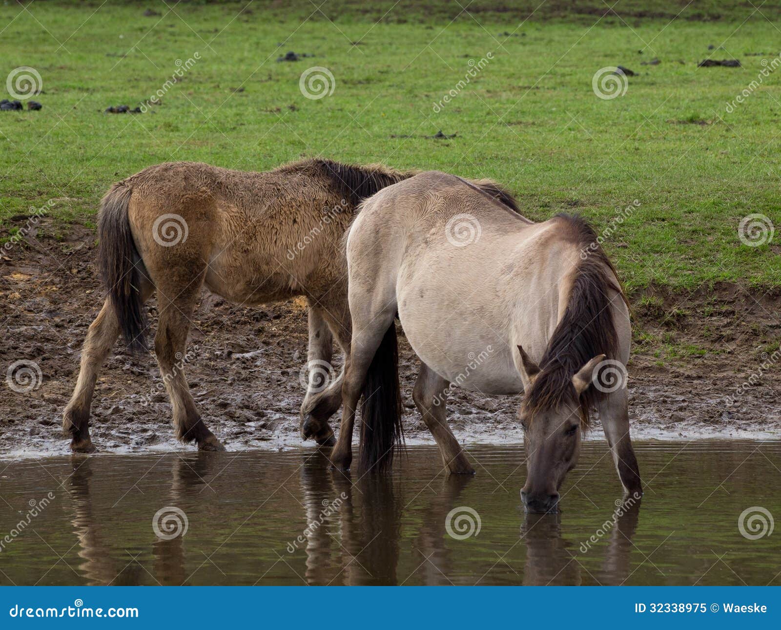 Wild german horses stock image. Image of horsesm, wild - 32338975