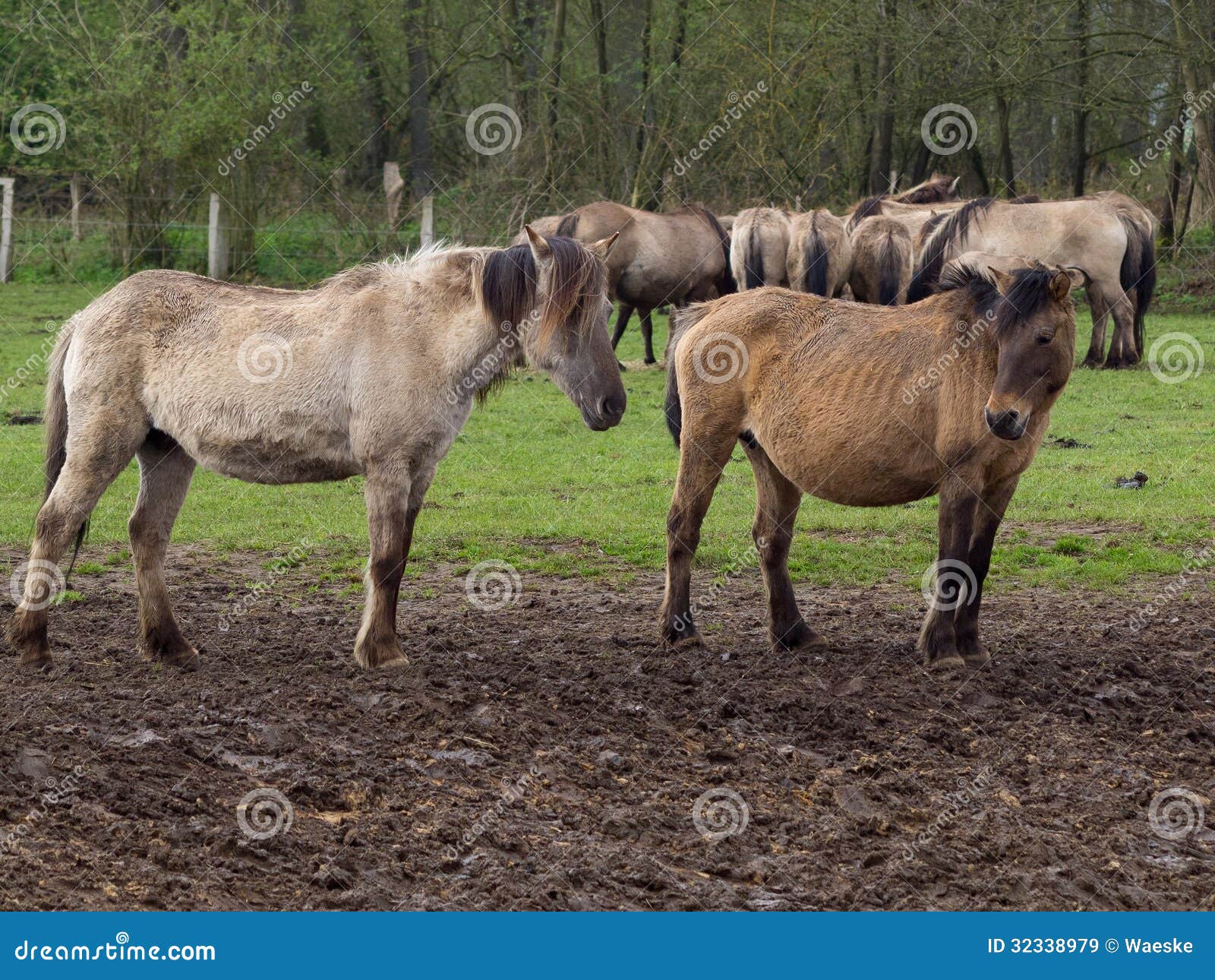 Wild german horses stock image. Image of stallion, mare - 32338979