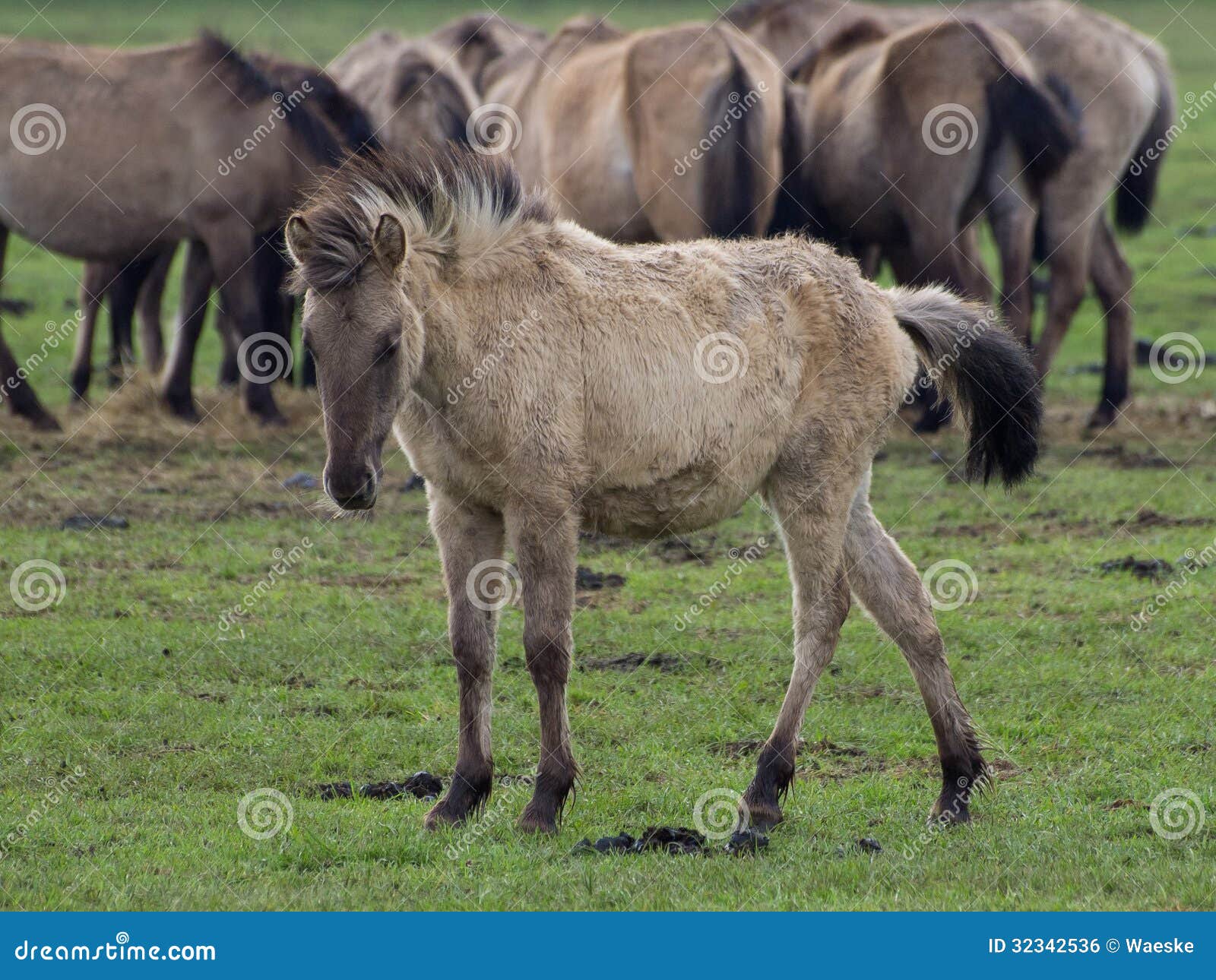 Wild german horses stock photo. Image of nsterland, merfelder - 32342536