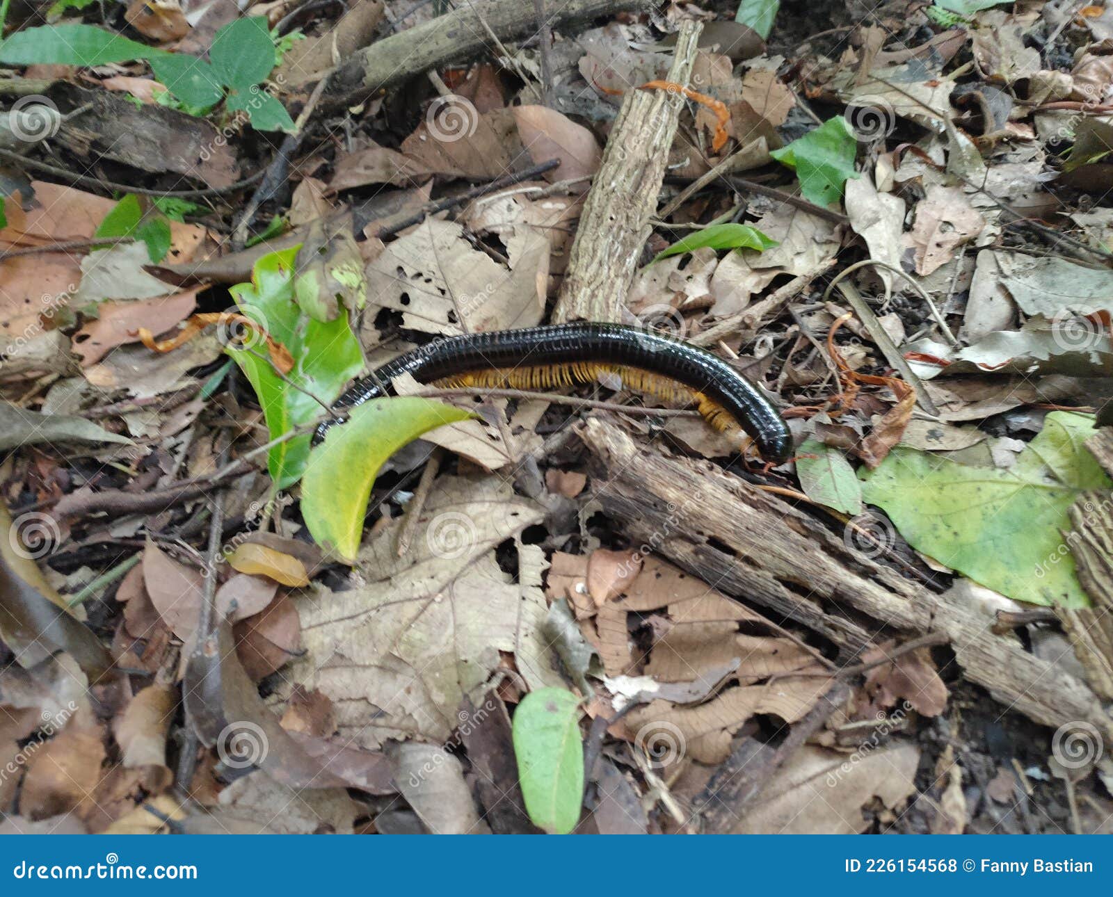 Wild Giant Centipede stock photo. Image of kakiseribu - 226154568