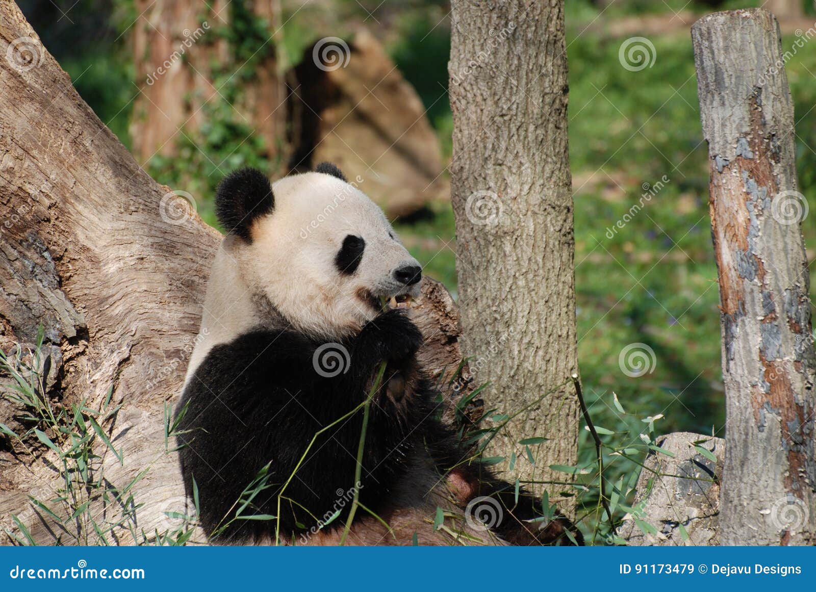 Wild Giant Panda Bear Eating Bamboo Shoots Stock Image - Image of panda ...