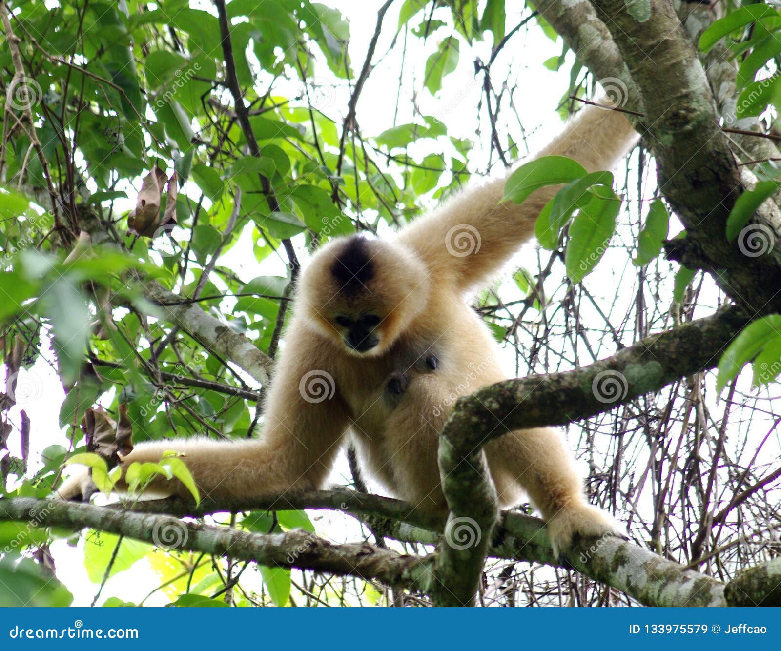 Wild Gibbon monkey stock image. Image of eyes, black - 133975579