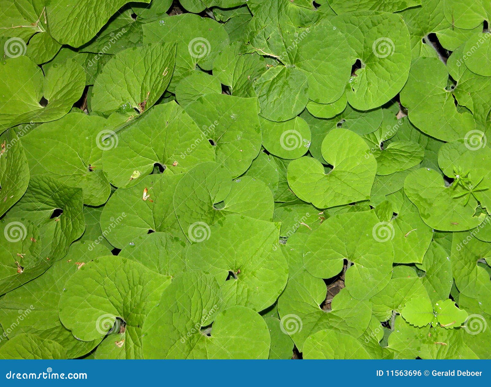 Wild Ginger stock photo. Image of forest, food, edible - 11563696