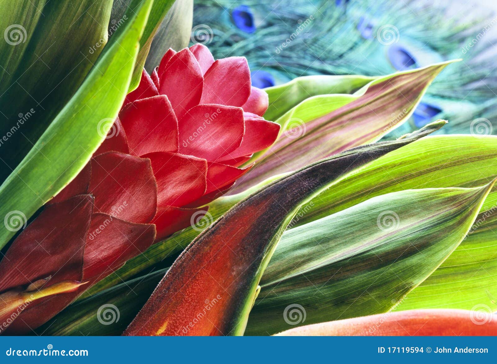 Wild Ginger Bloom In The Forest Royalty-Free Stock Image ...