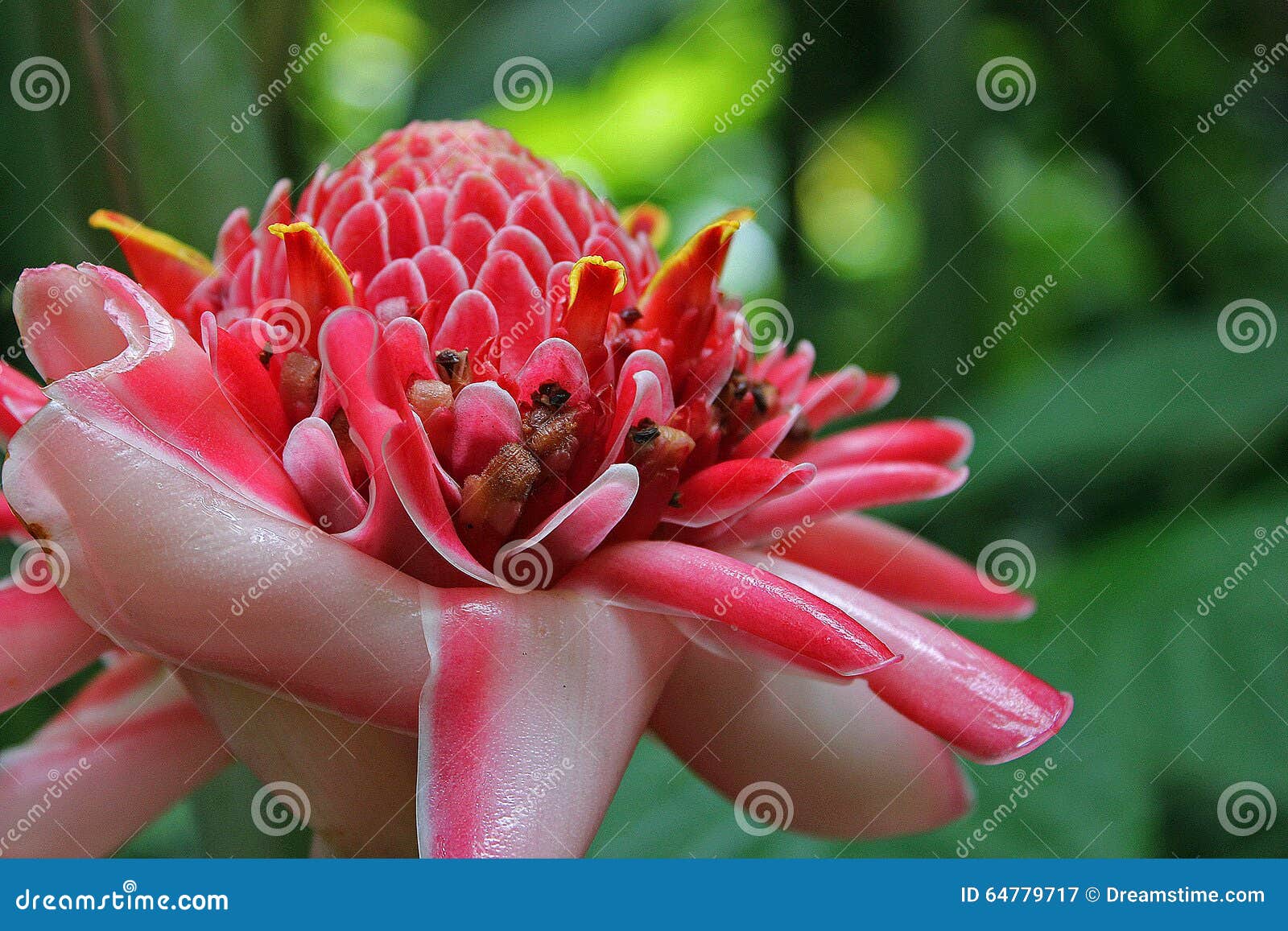 Wild Ginger flower stock image. Image of relax, island - 64779717