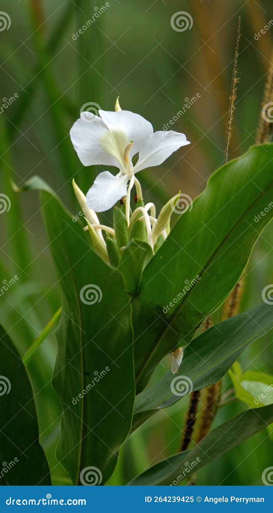 Wild Ginger Flowers in a Cloud Forest Stock Image - Image of nature ...