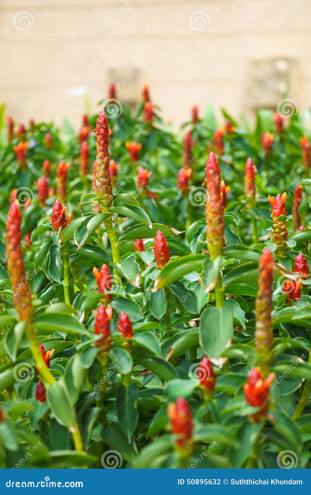 Wild Ginger Flowers stock photo. Image of shell, flower - 50895632