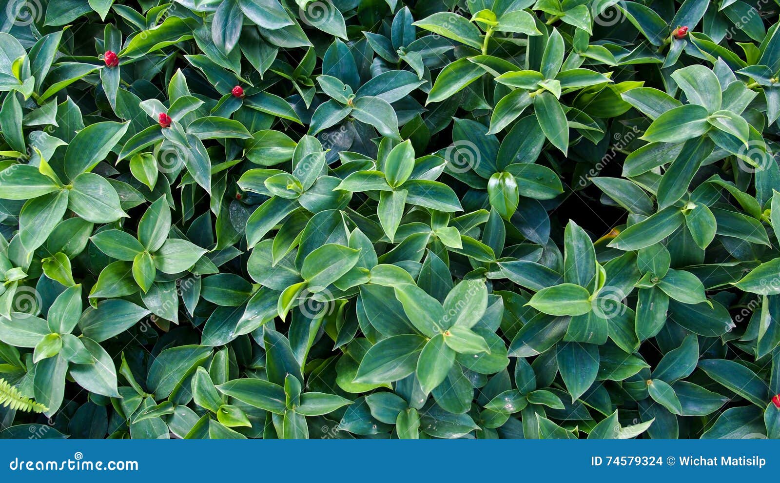 Wild Ginger stock photo. Image of ground, ginger, color - 74579324