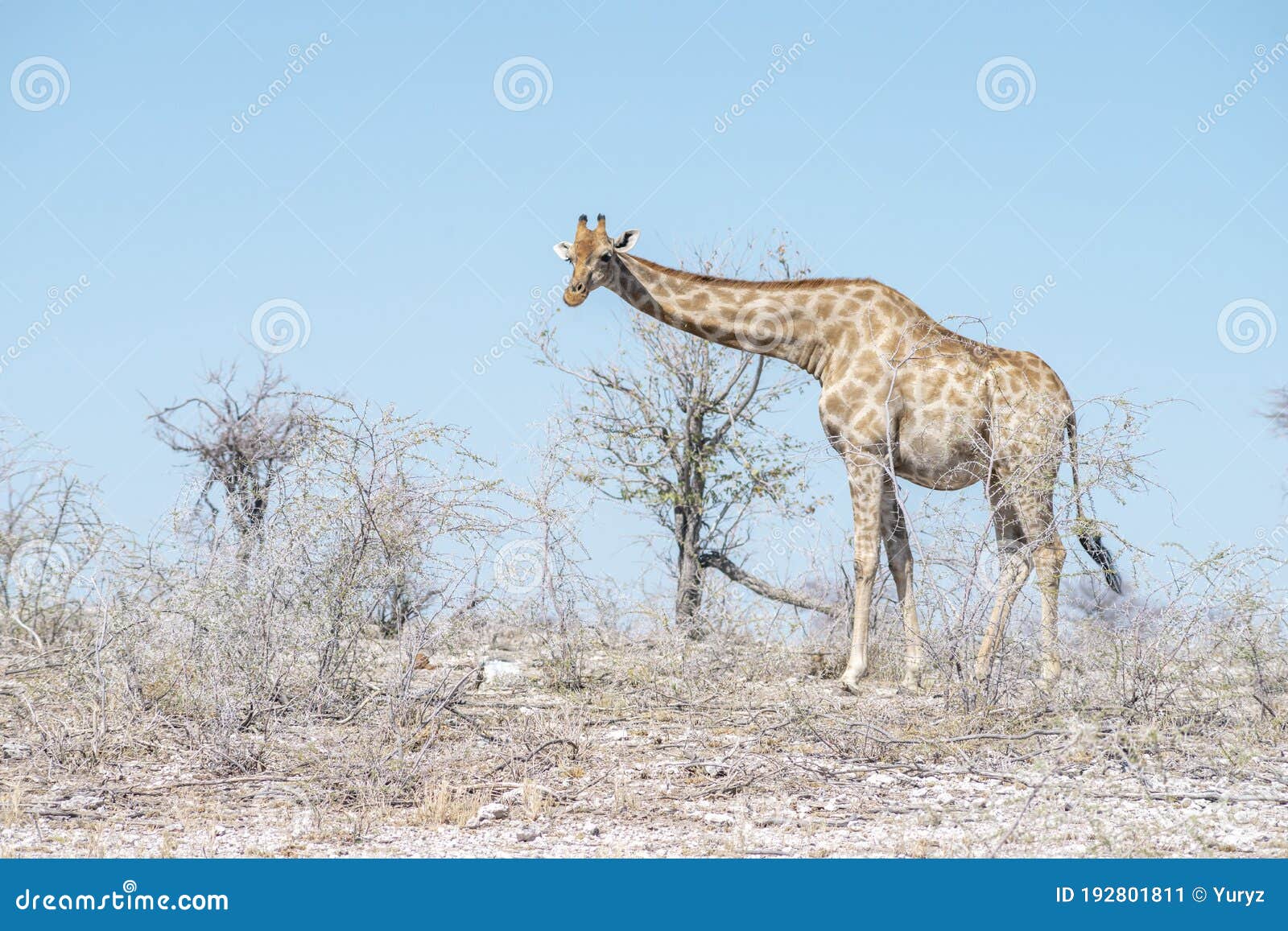 Wild giraffe in desert stock image. Image of outdoor - 192801811