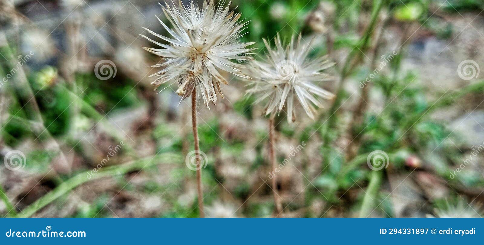 Wild Gletang Tree with White Flower Roots Blooming Stock Image - Image ...
