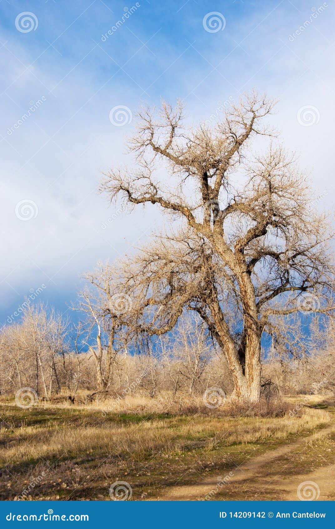 Gnarly Tree Limbs Royalty-Free Stock Image | CartoonDealer.com #74768122