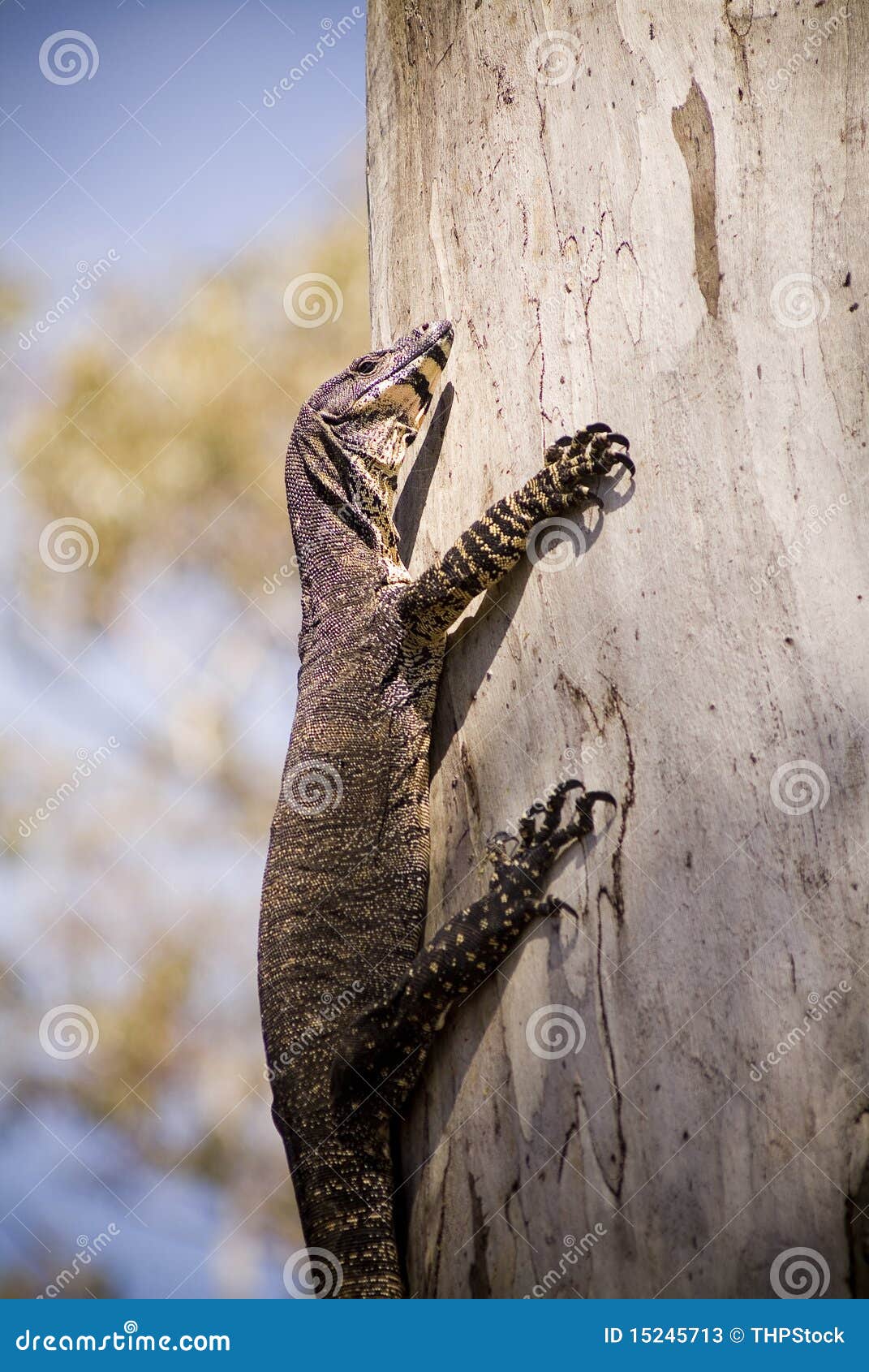 Wild Goanna stock image. Image of scales, habitat, goanna - 15245713