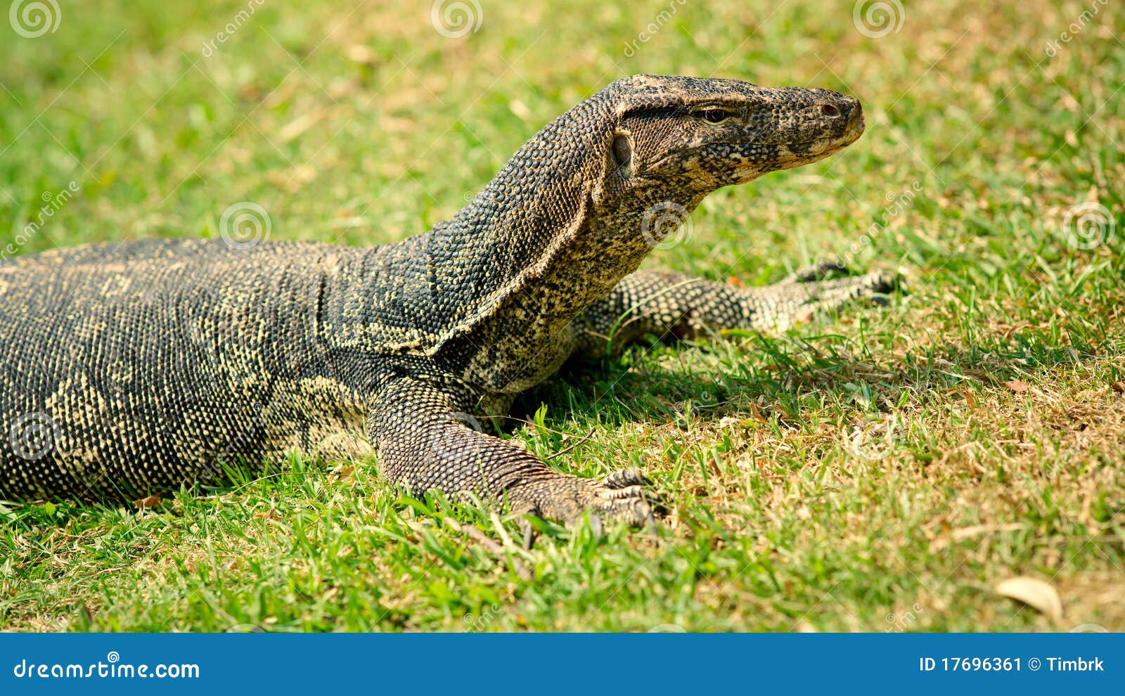 Wild goanna stock image. Image of outdoors, monitor, varan - 17696361