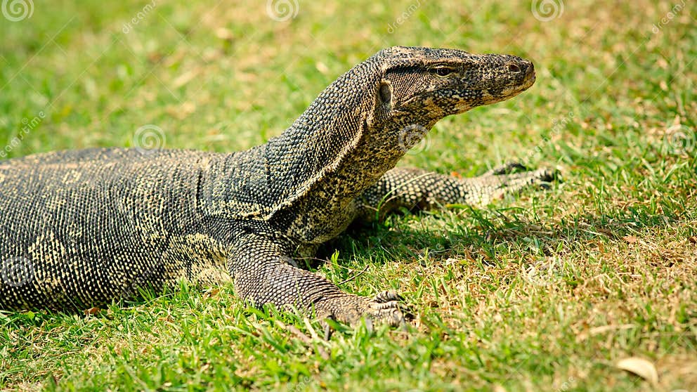 Wild goanna stock image. Image of outdoors, monitor, varan - 17696361