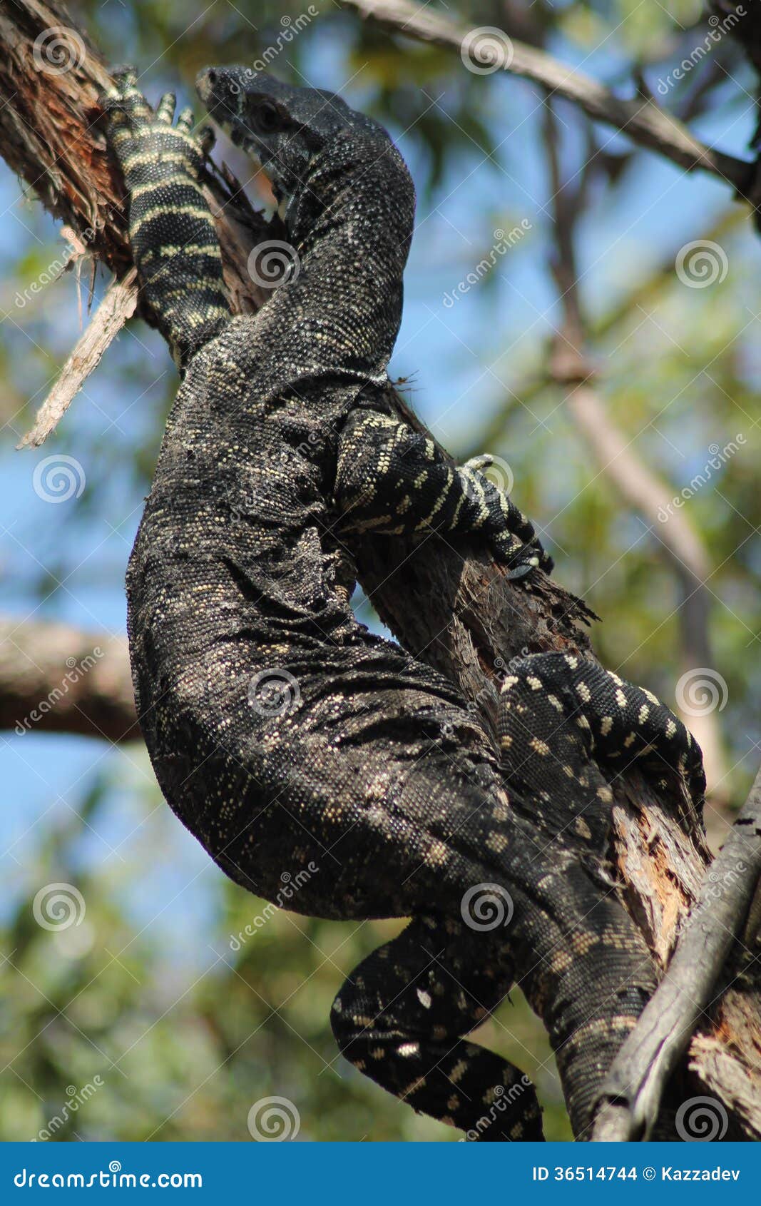Wild Goanna stock photo. Image of wildlife, crocodile - 36514744
