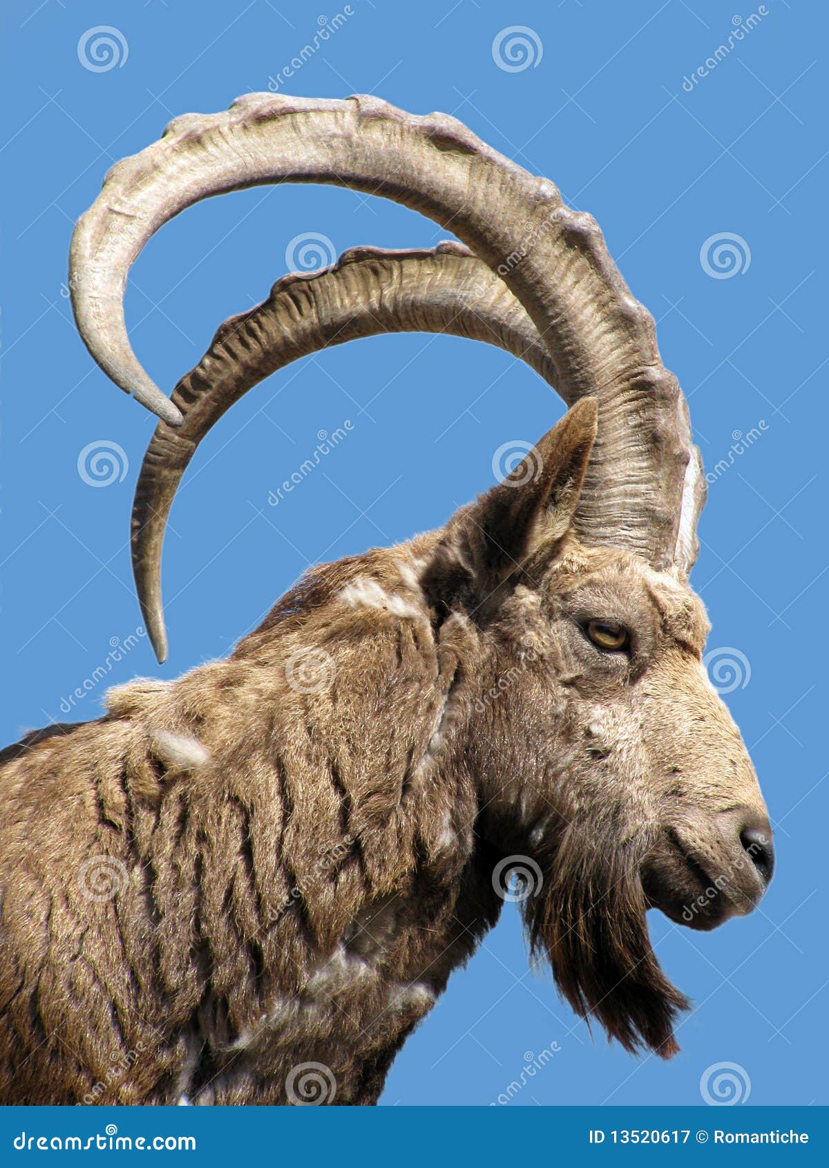 Wild goat stock image. Image of sheep, male, outdoor - 13520617