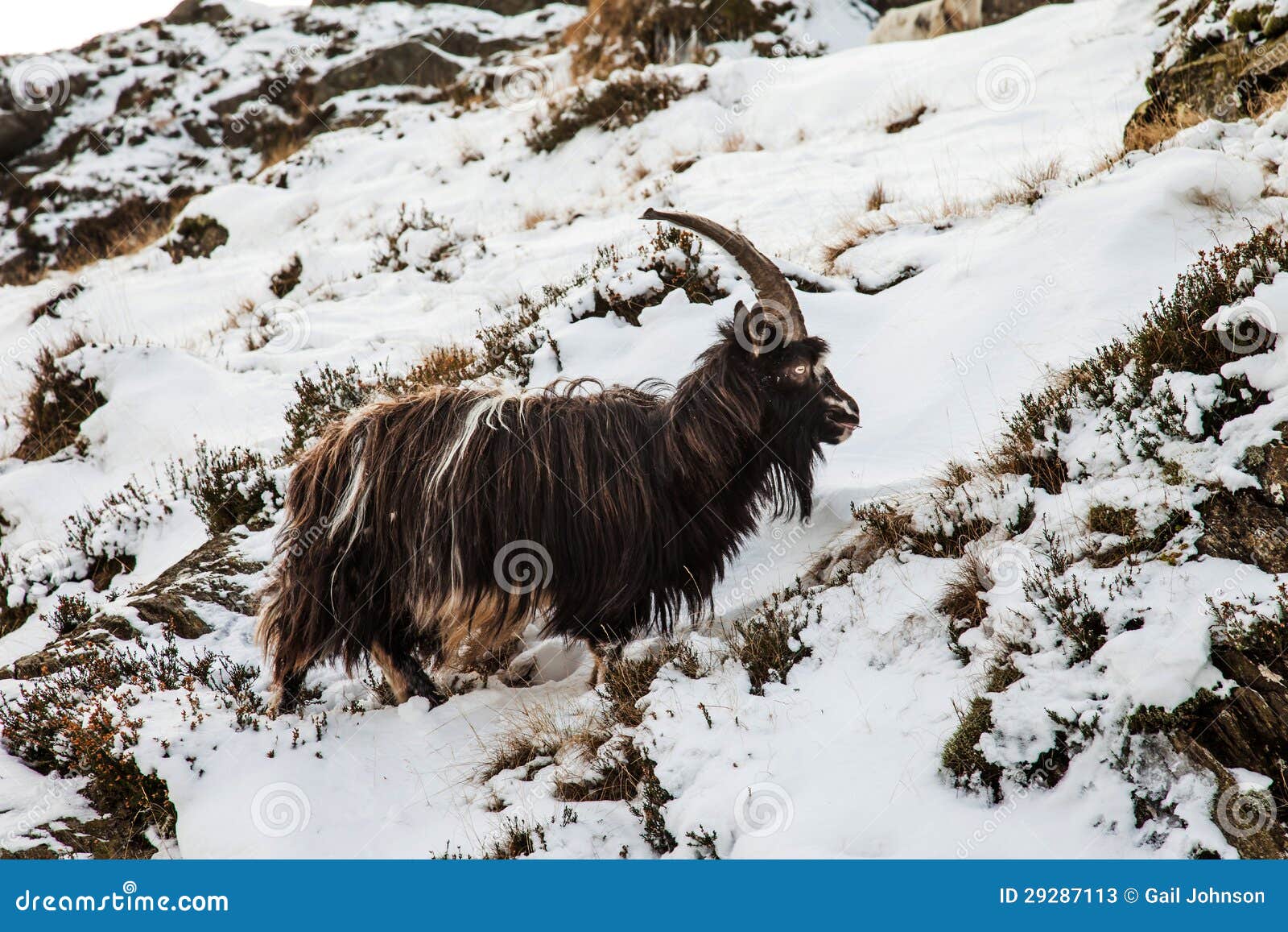 Wild Goat stock image. Image of north, blue, snowdonia - 29287113