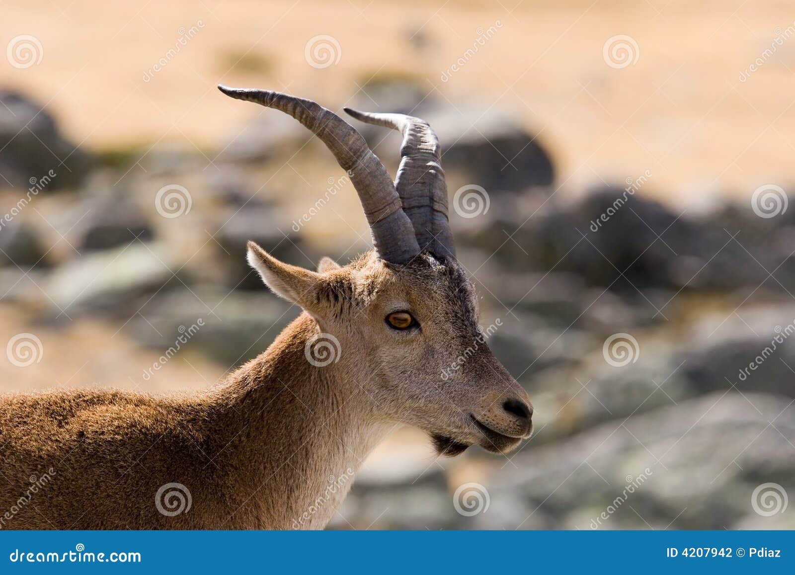 Wild goat stock photo. Image of horns, young, spanish - 4207942
