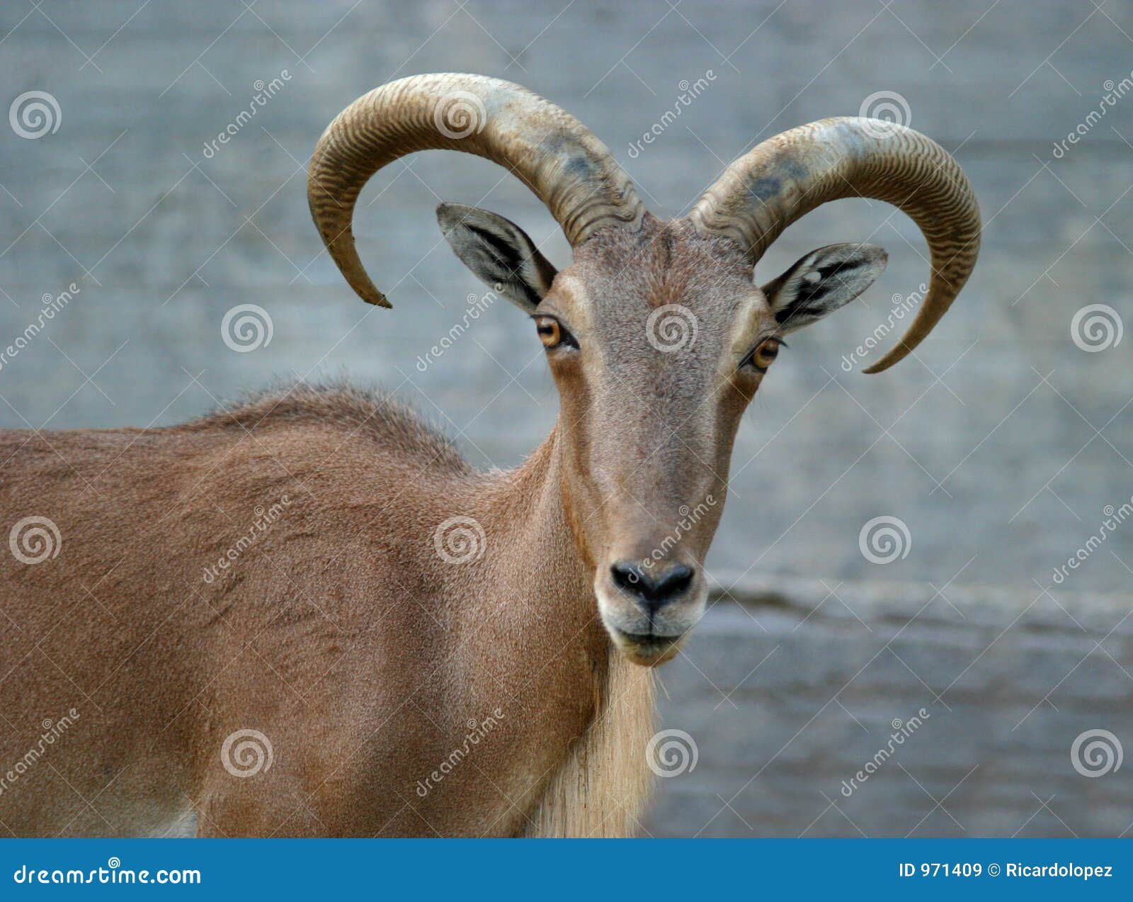 Wild Goat Royalty-Free Stock Photo | CartoonDealer.com #971409