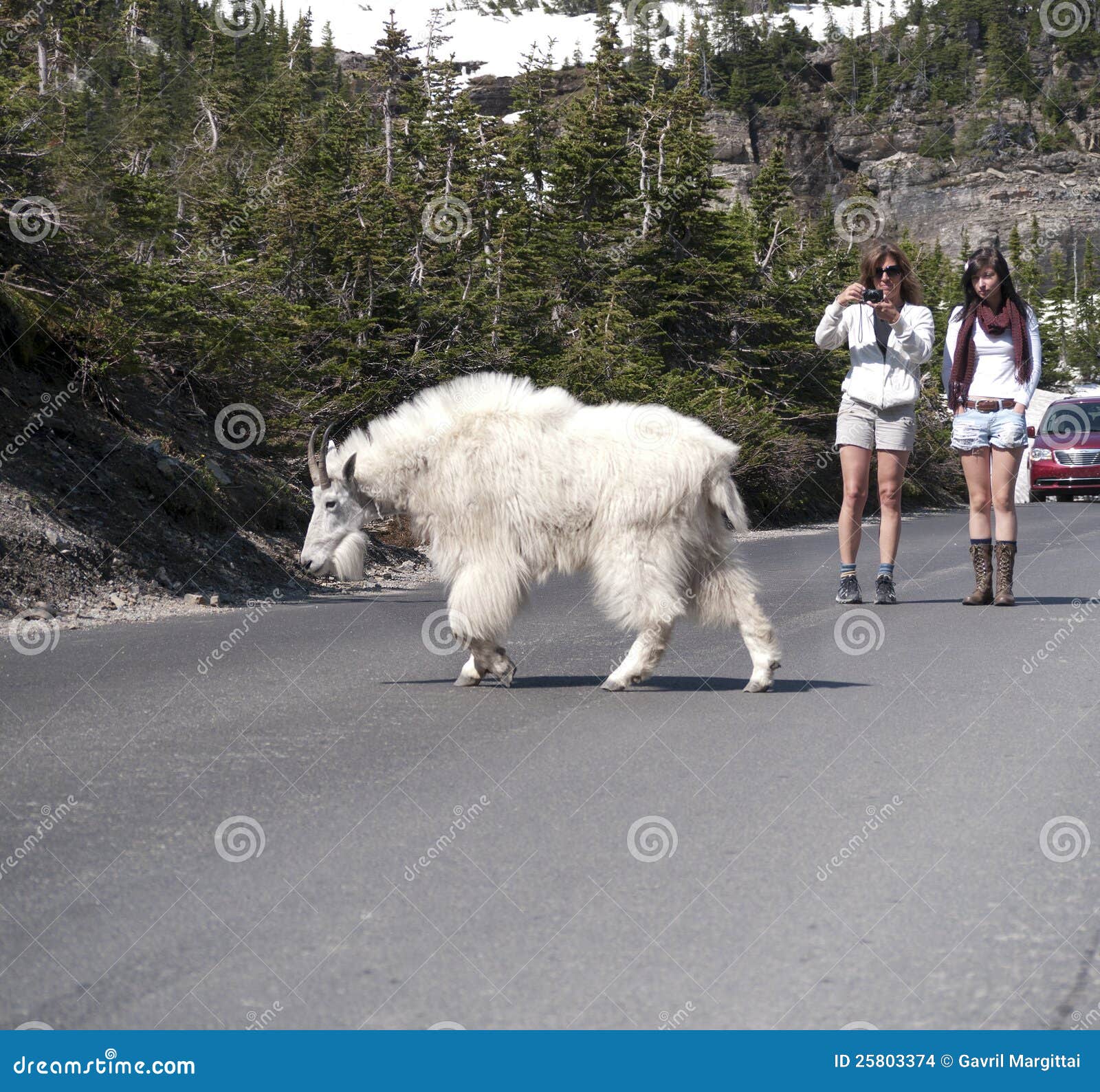 Wild Goat Crossing the Road Editorial Stock Image - Image of asphalt ...
