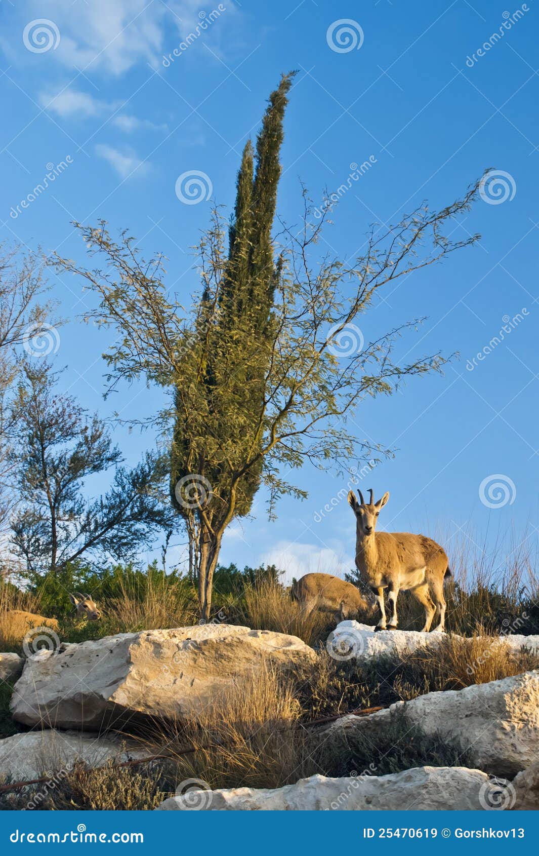 Wild Goat in Deset of the Negev, Israel Stock Image - Image of herd ...