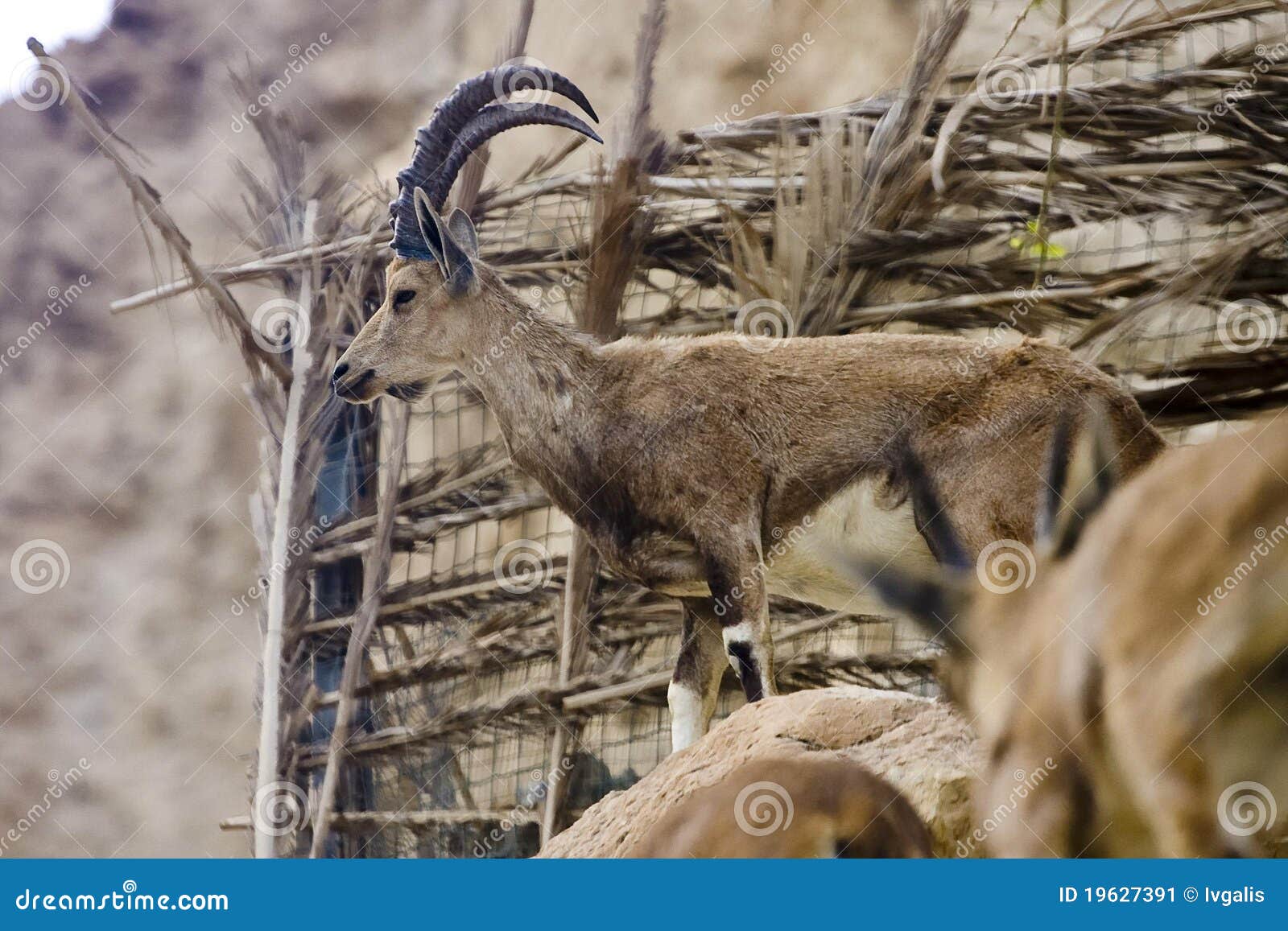 Wild goat in Ein Gedi stock image. Image of israel, male - 19627391