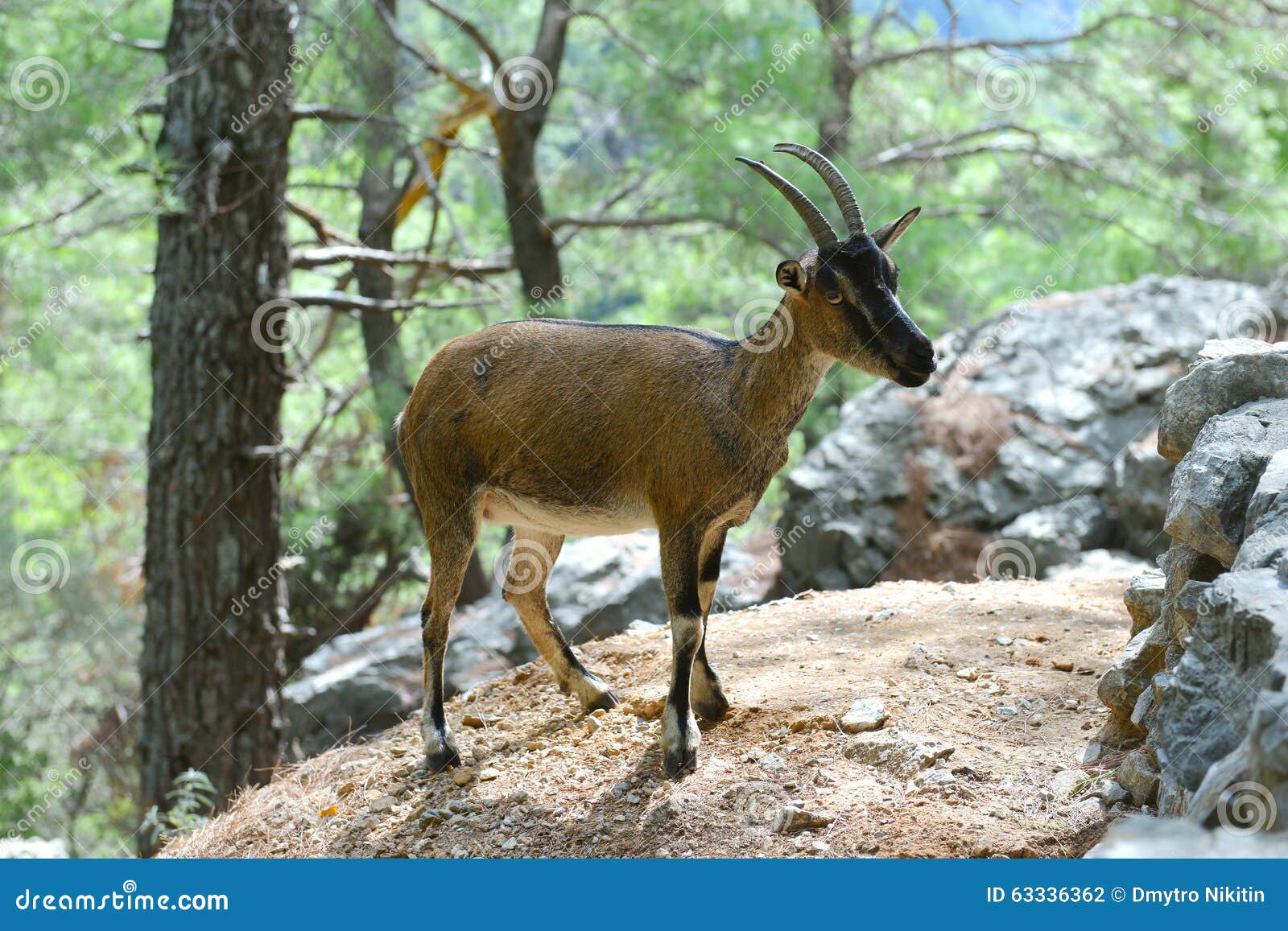 Wild goat stock photo. Image of nature, ibex, power, forest - 63336362