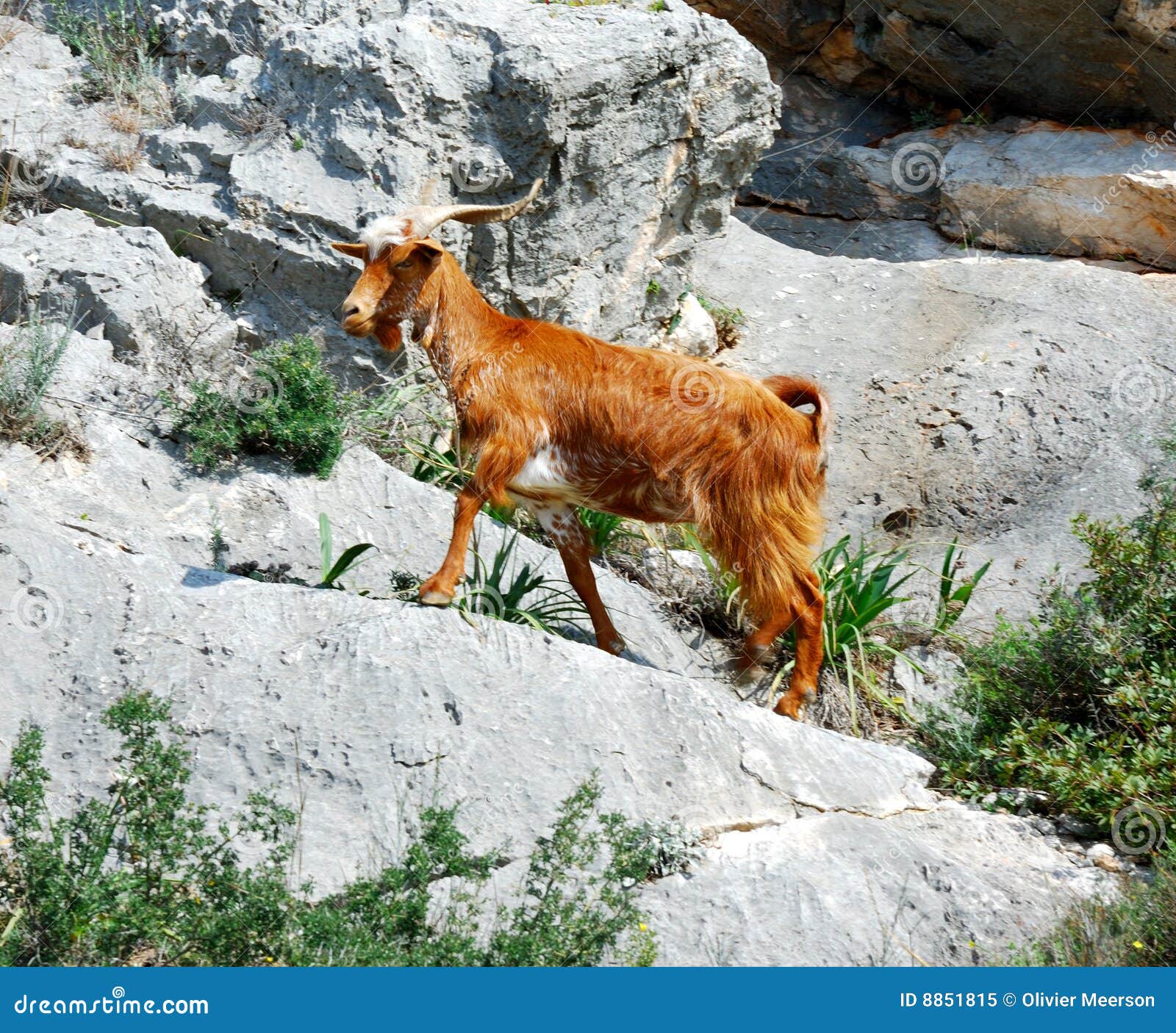 Wild goat, greece stock image. Image of milk, cheese, healthy - 8851815