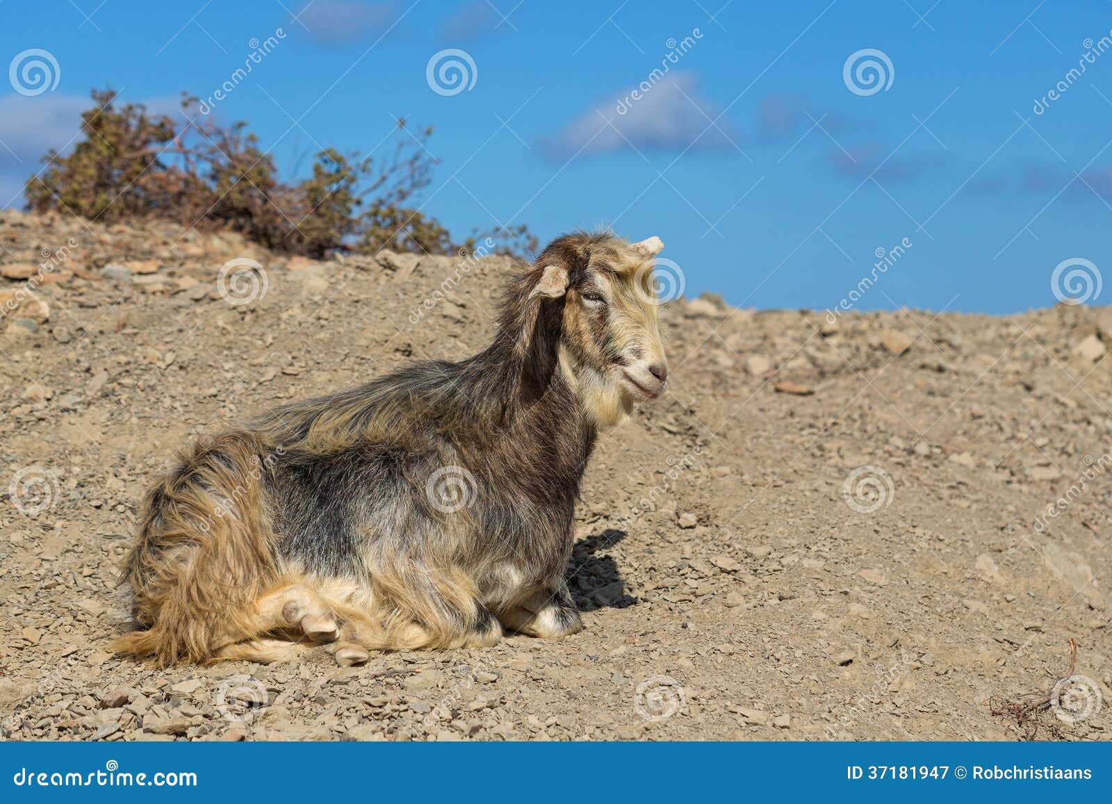 A wild goat in Greece. stock image. Image of animal, hill - 37181947