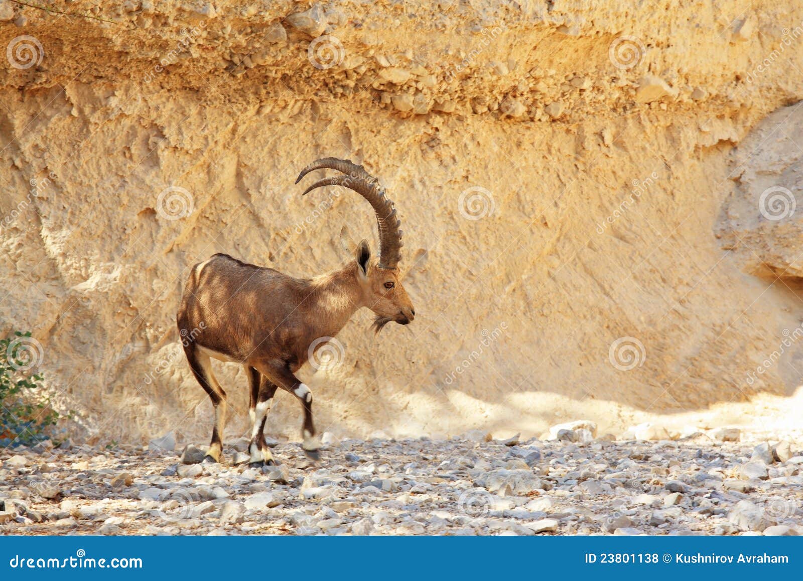 Wild goat with huge horns stock photo. Image of canyon - 23801138
