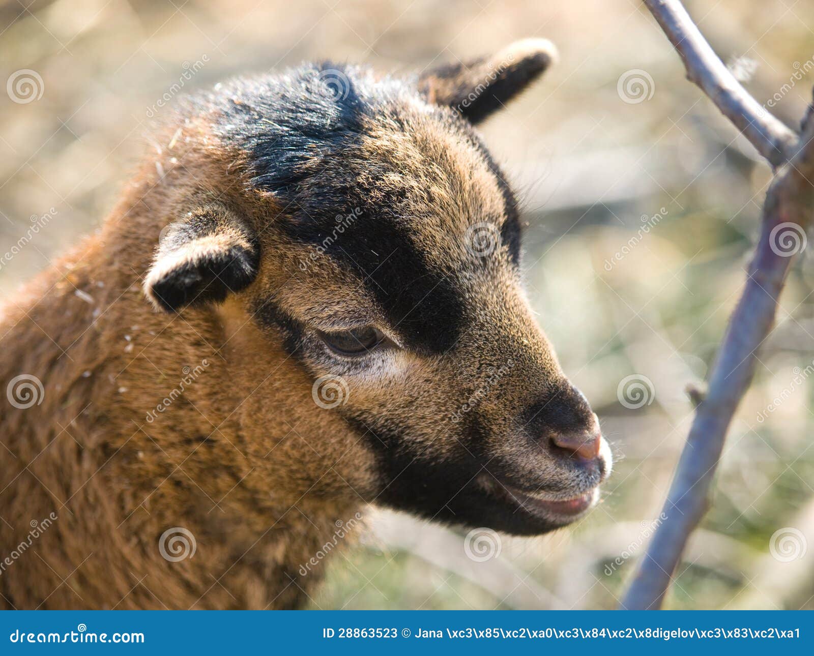 Wild Goat Kid (Capra Aegagrus) Stock Image - Image of striped, farm ...