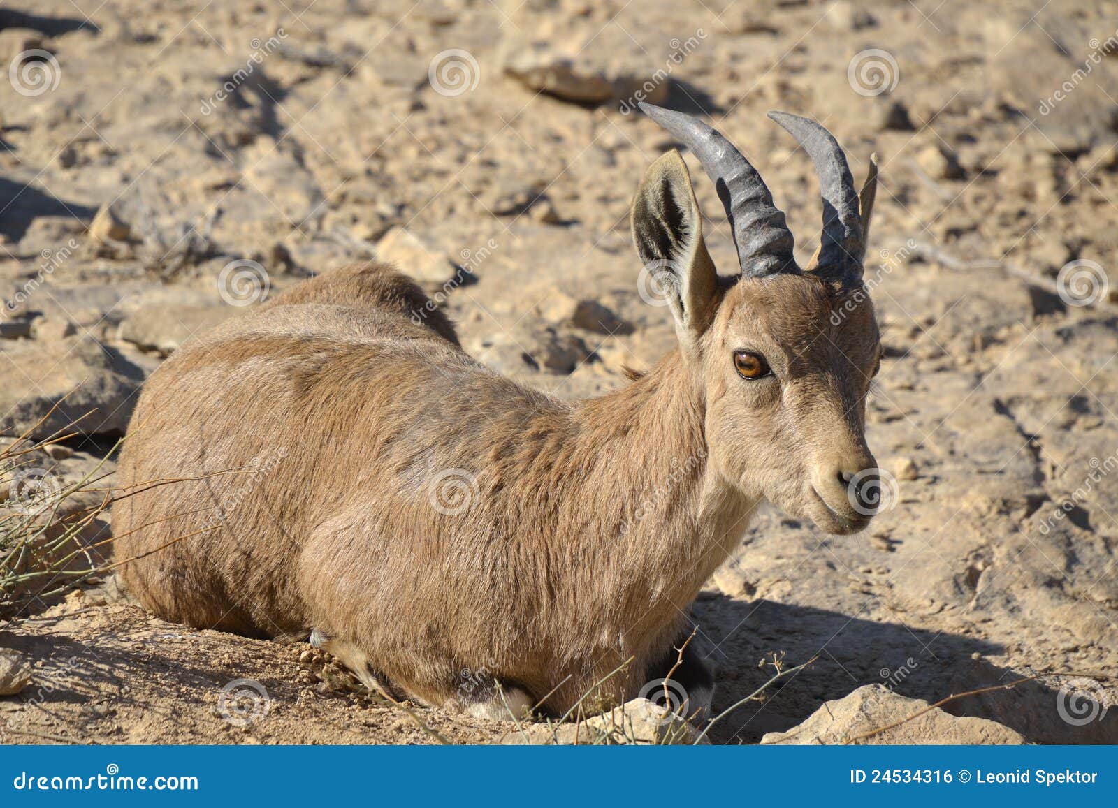 Wild goat in Negev desert. stock photo. Image of arid - 24534316