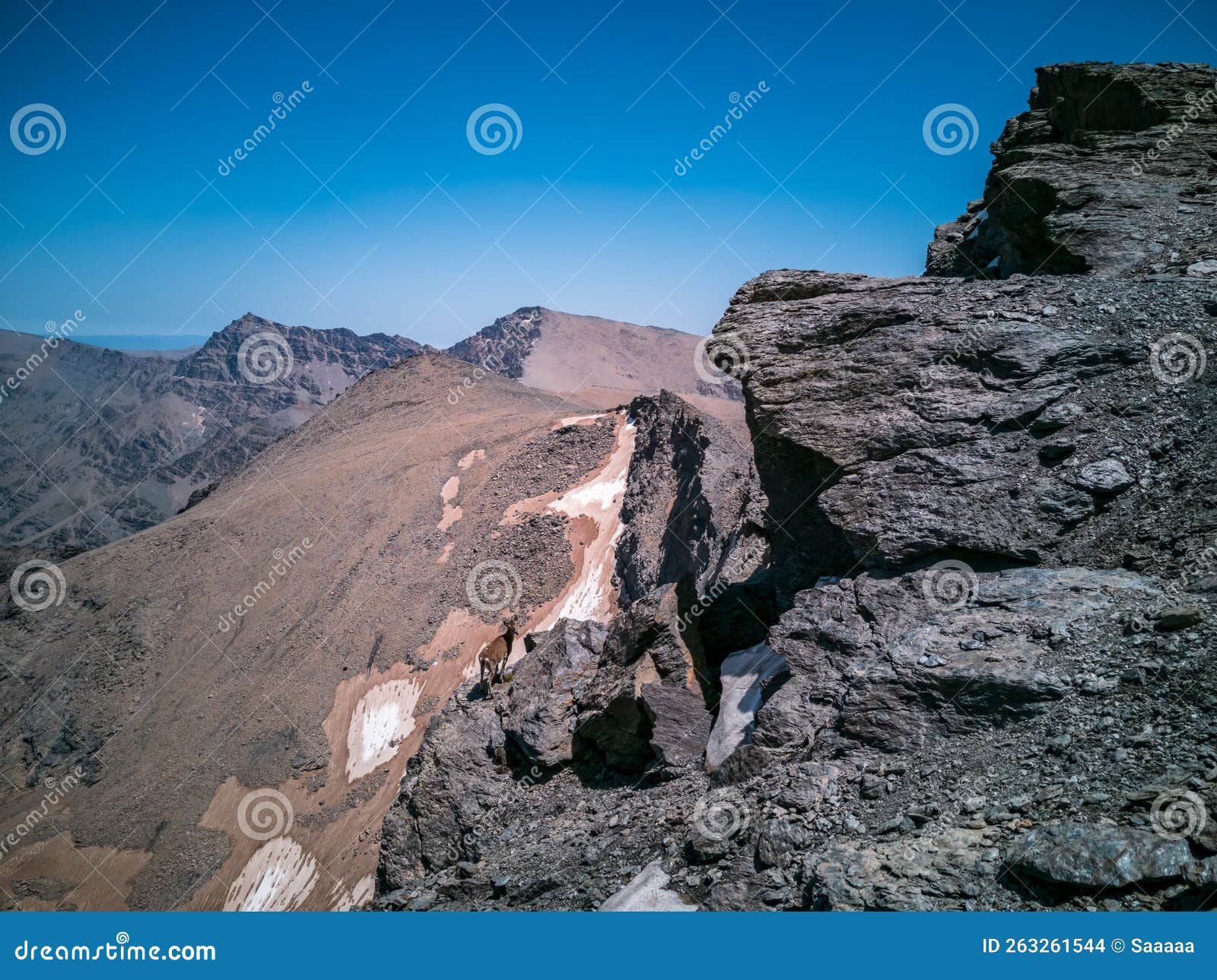 Wild Goat Over the Mulhacen Mountain Rocks Stock Photo - Image of goat ...