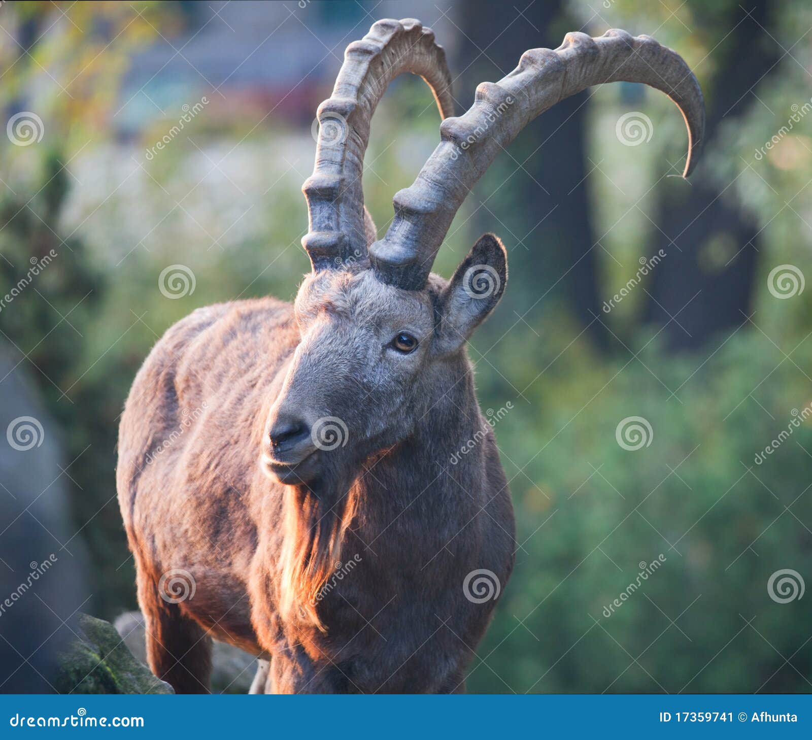 A wild goat on the rock stock image. Image of animal - 17359741